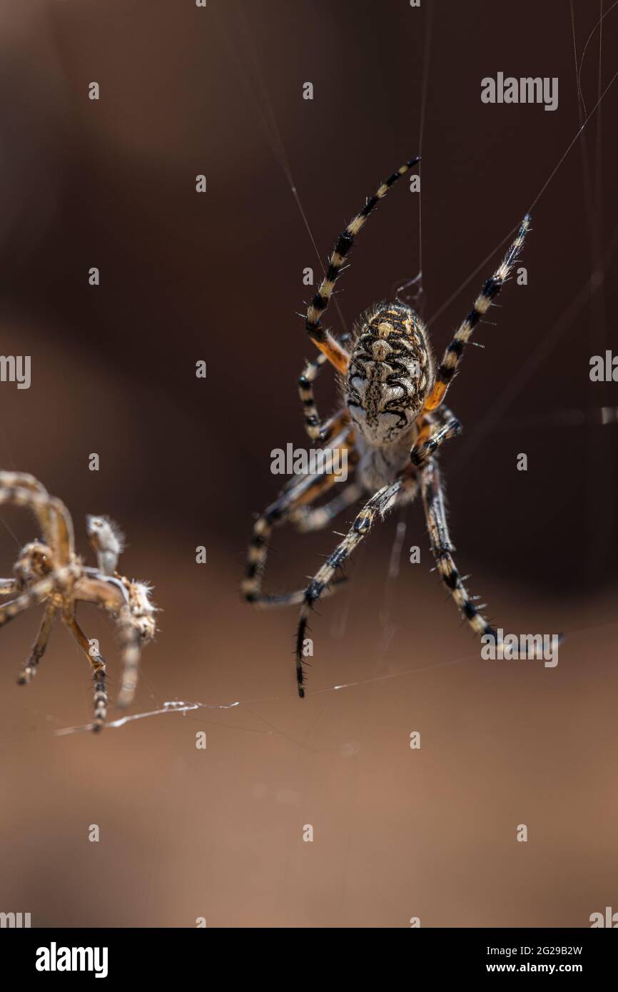 Dead spider hi-res stock photography and images - Alamy