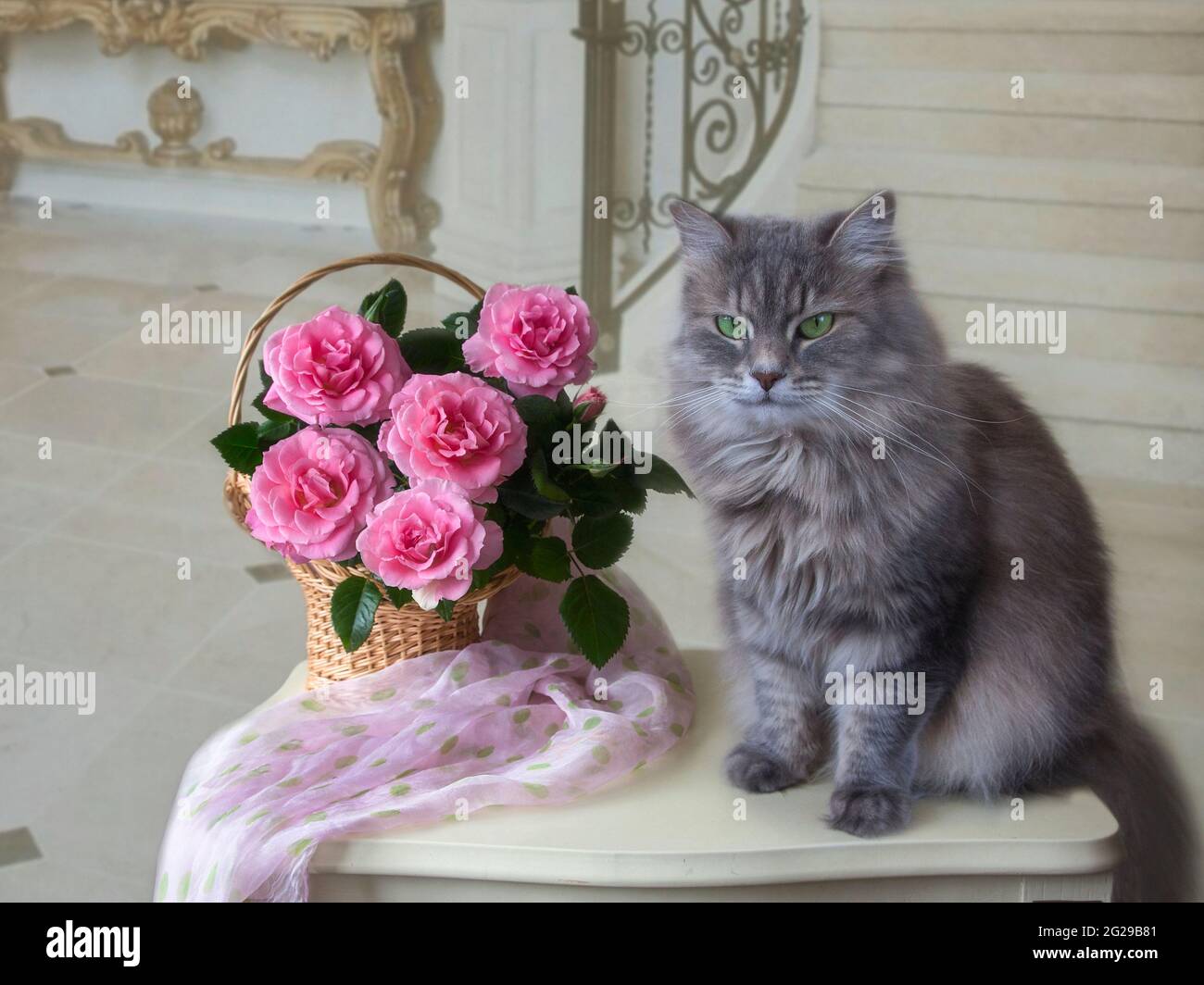 Pink roses cat hi-res stock photography and images - Alamy