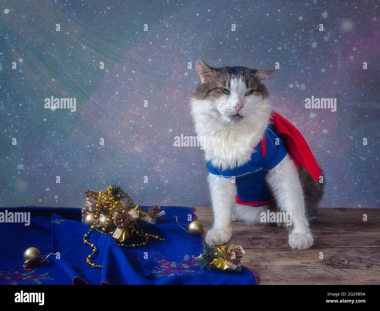 White mouse with beautiful black eyes hi-res stock photography and ...