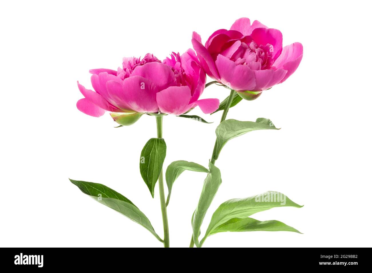 Two beautiful pink peonies isolated on white background Stock Photo - Alamy