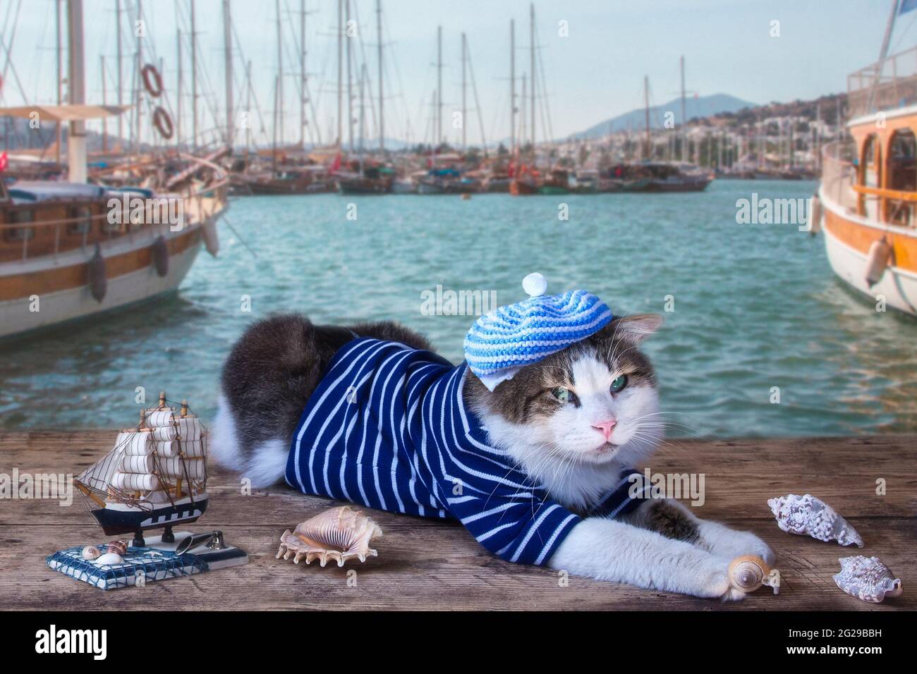 Portrait of adorable cat in sailor's vest Stock Photo - Alamy