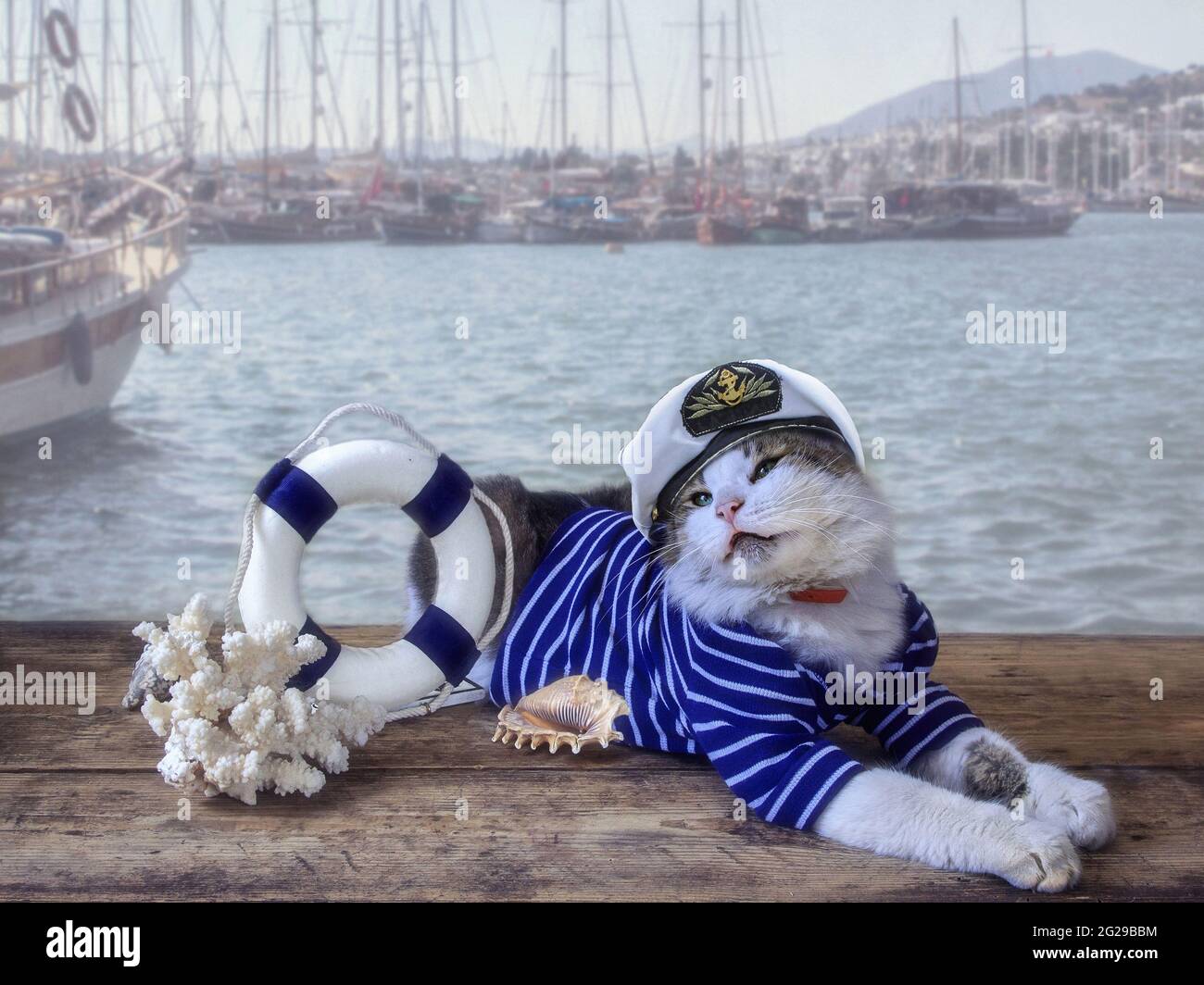 Portrait of adorable cat in sailor's vest Stock Photo - Alamy