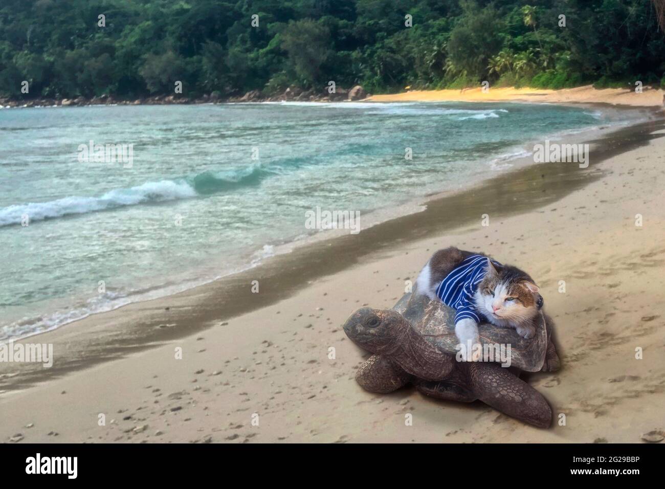 Cat rides a turtle along the beach Stock Photo - Alamy