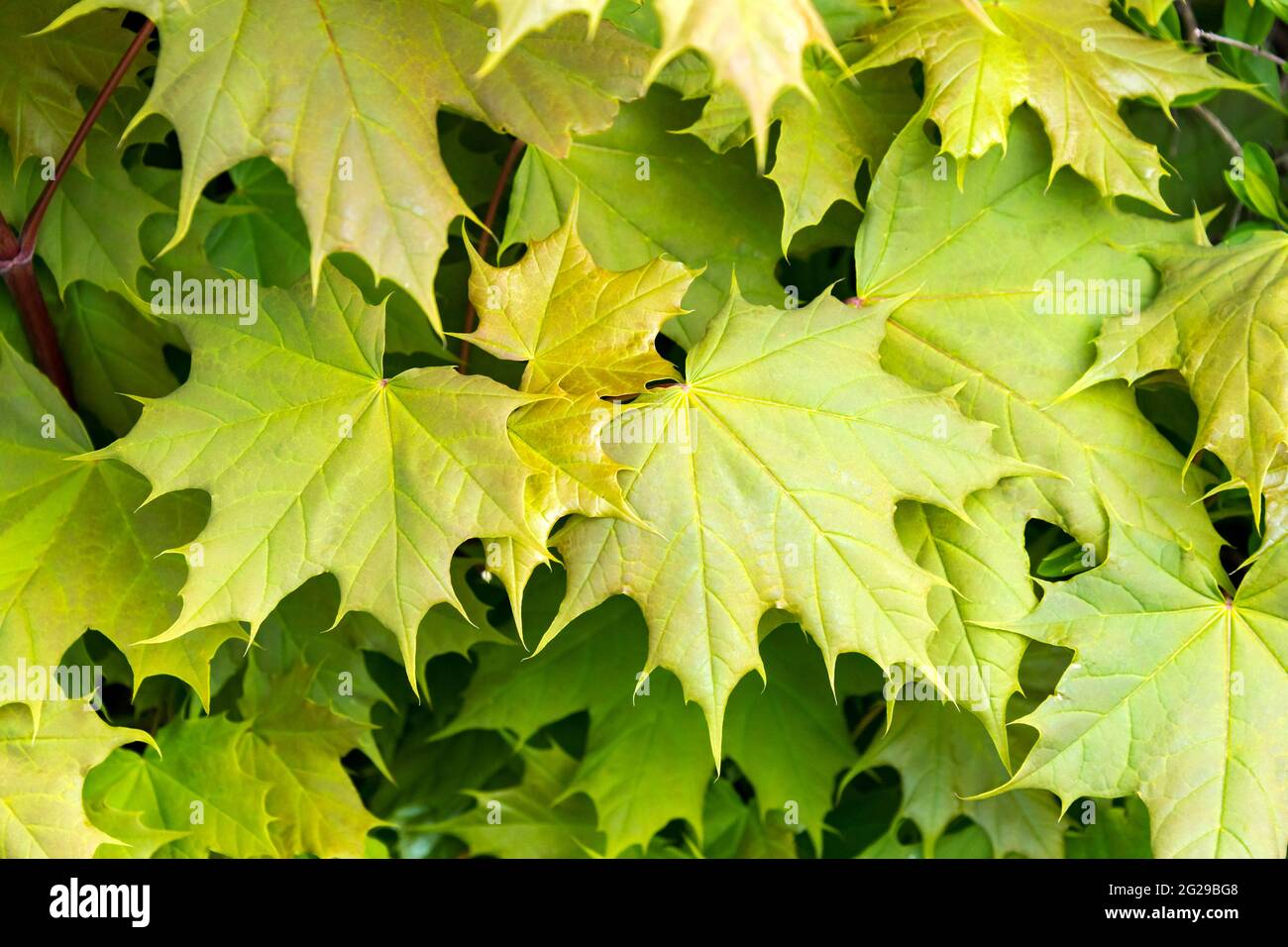 New maple leaves pattern at the beginning of Spring season. The maple ...