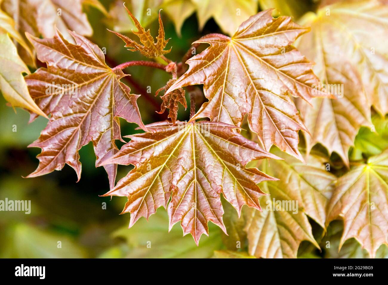 Spring maple leaf hi-res stock photography and images - Alamy