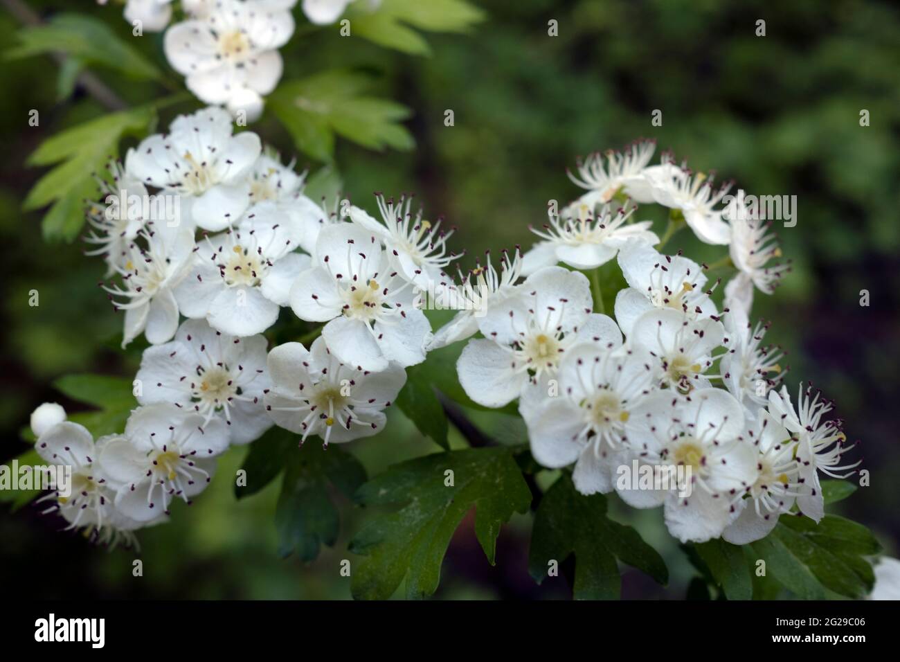 Crataegus monogyna, known as common hawthorn, oneseed hawthorn, or ...