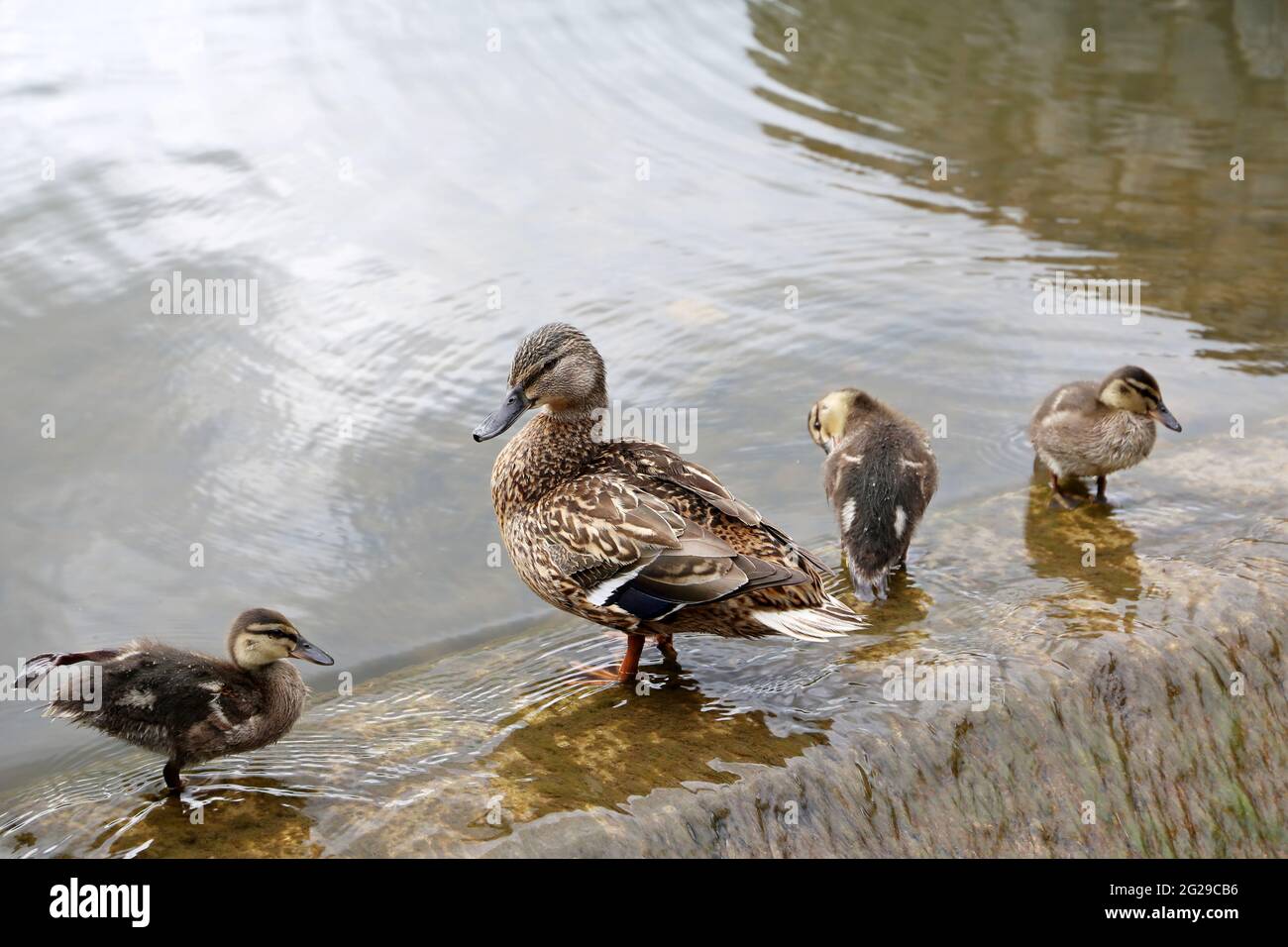Duck Splashing In Pond
