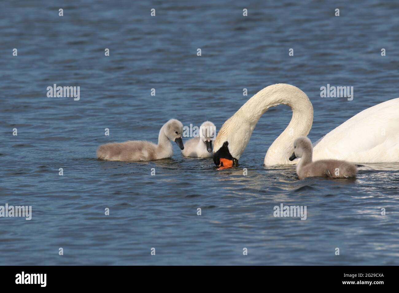 Mute swan Cygnus olor mother feeding her family of three cygnets Stock Photo - Alamy