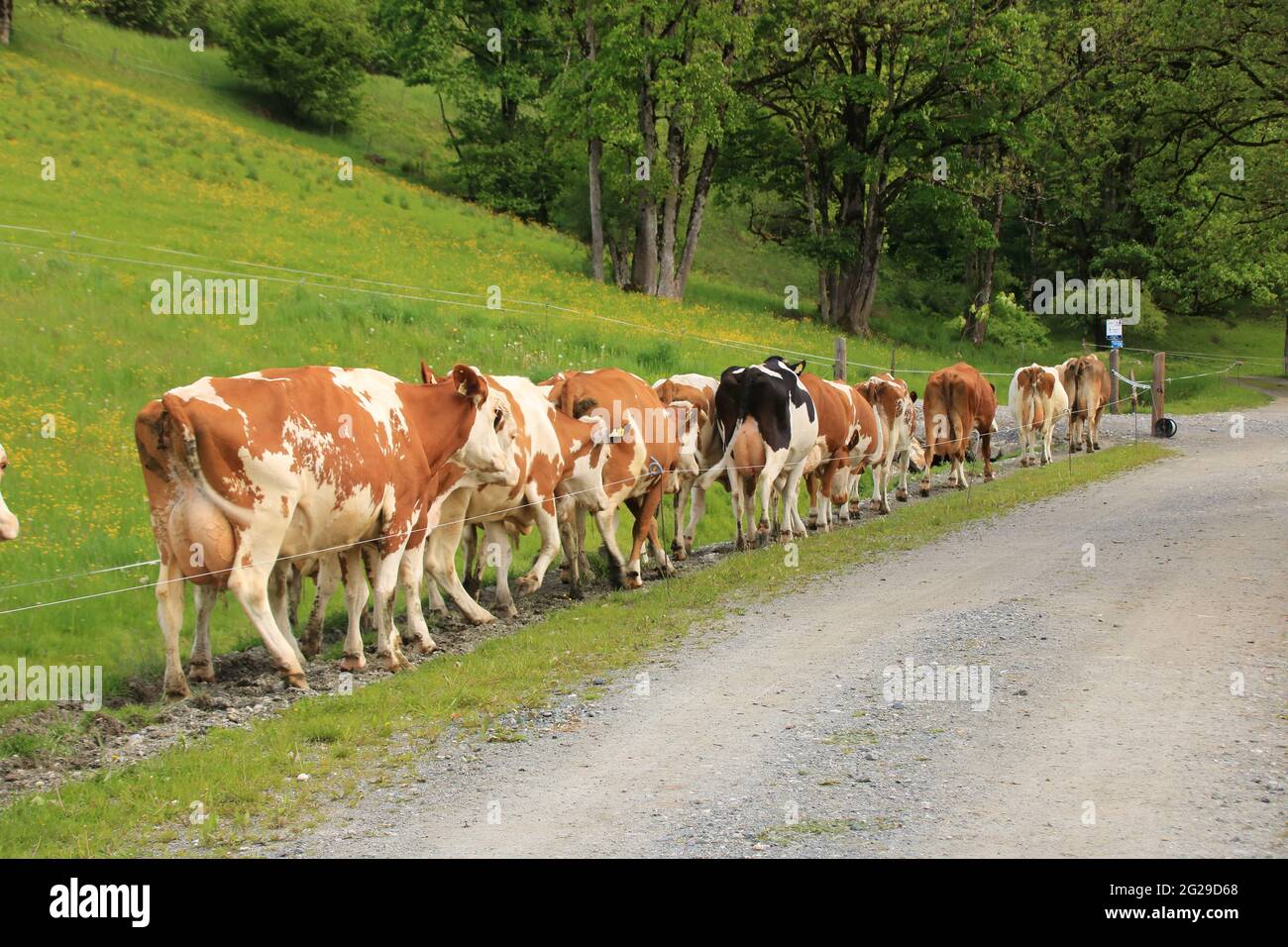 Cows in a row hi-res stock photography and images - Alamy