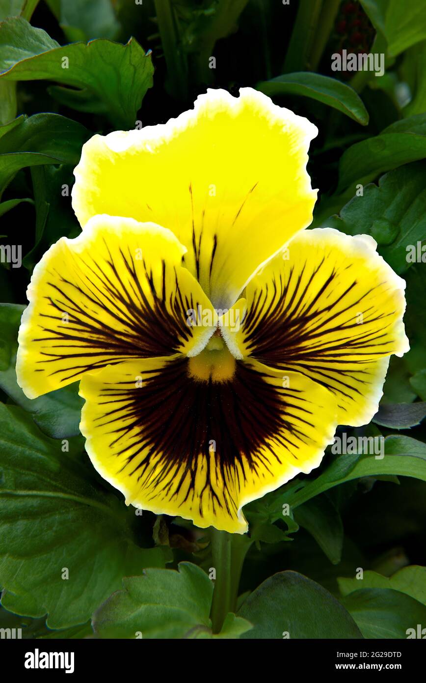 Colorful pansy "face". Closeup showing details of a single bright ...