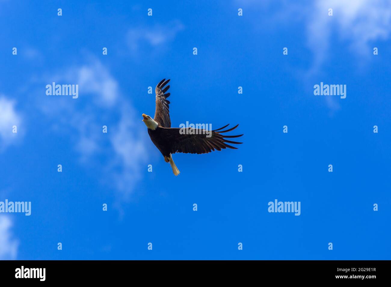 Haliaeetus leucocephalus flying hi-res stock photography and images - Alamy