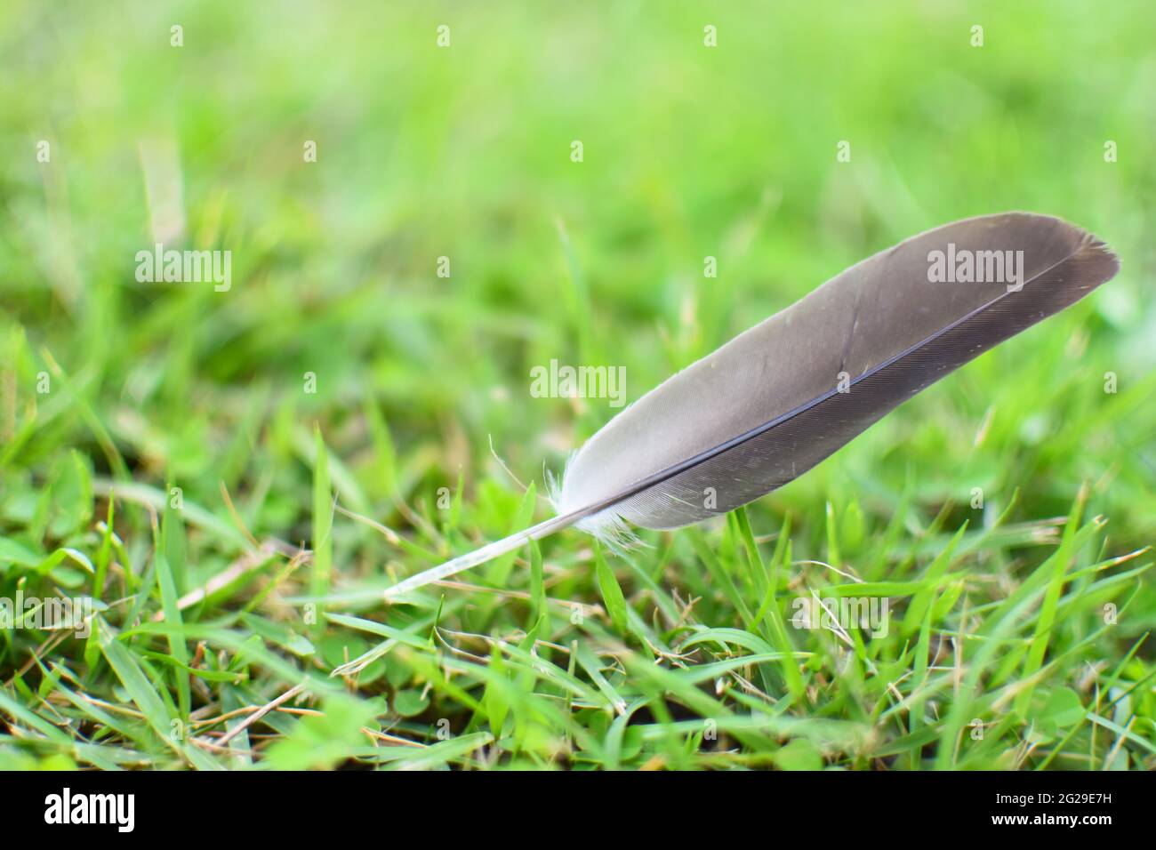 Single feather on lawn hi-res stock photography and images - Alamy