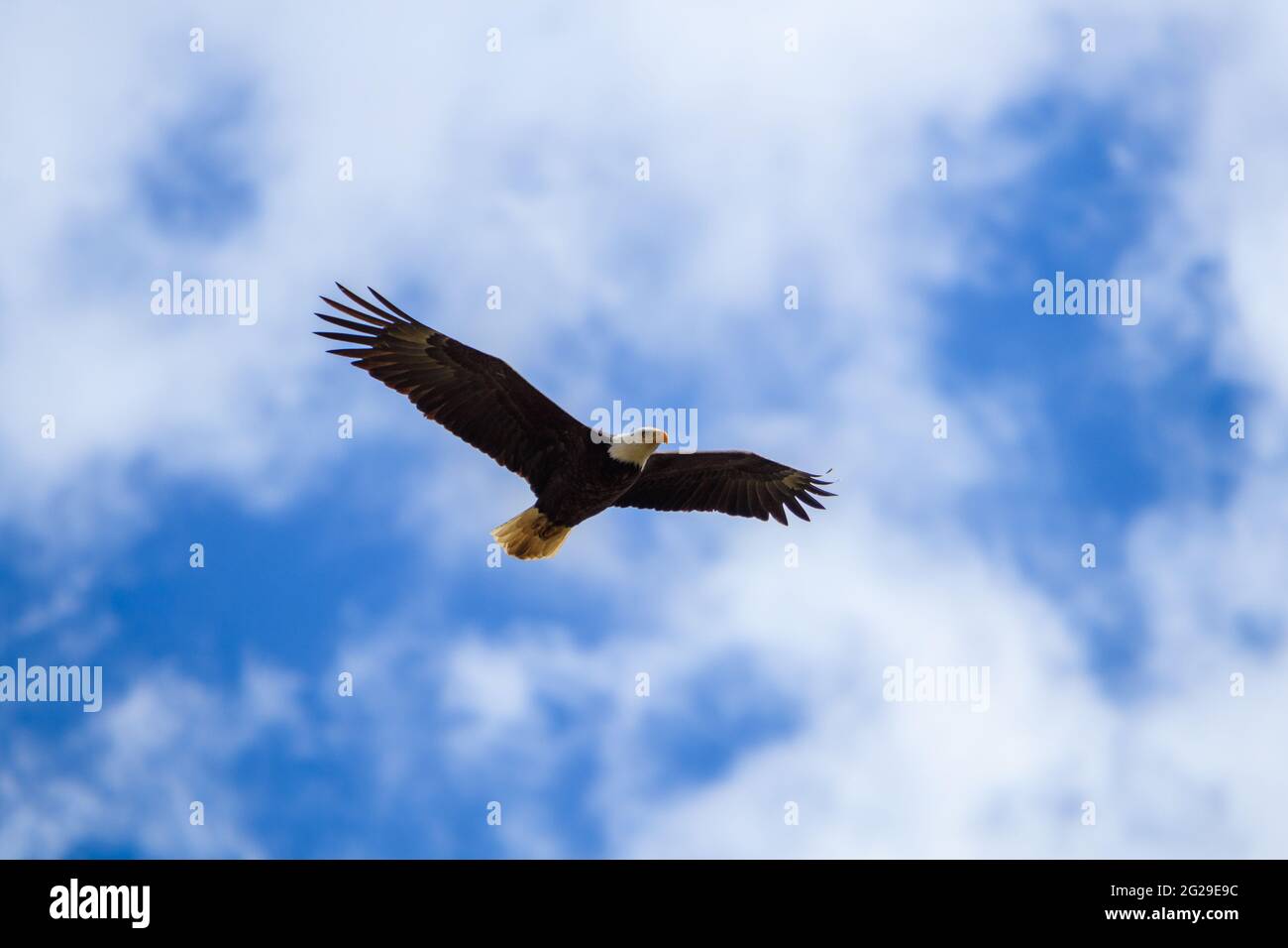 An adult Bald Eagle (Haliaeetus leucocephalus) flies over the river ...