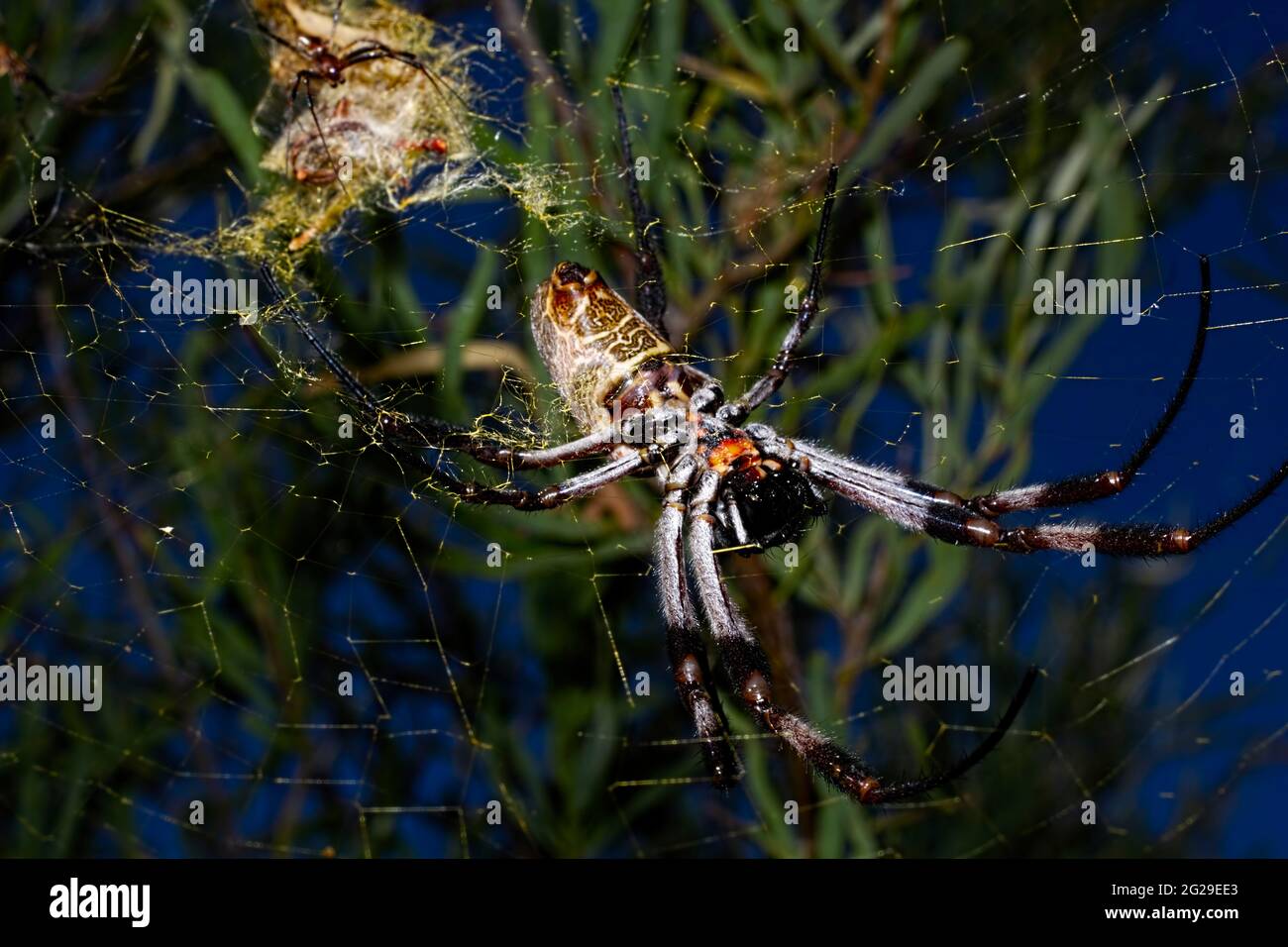 Male Nephila Clavata