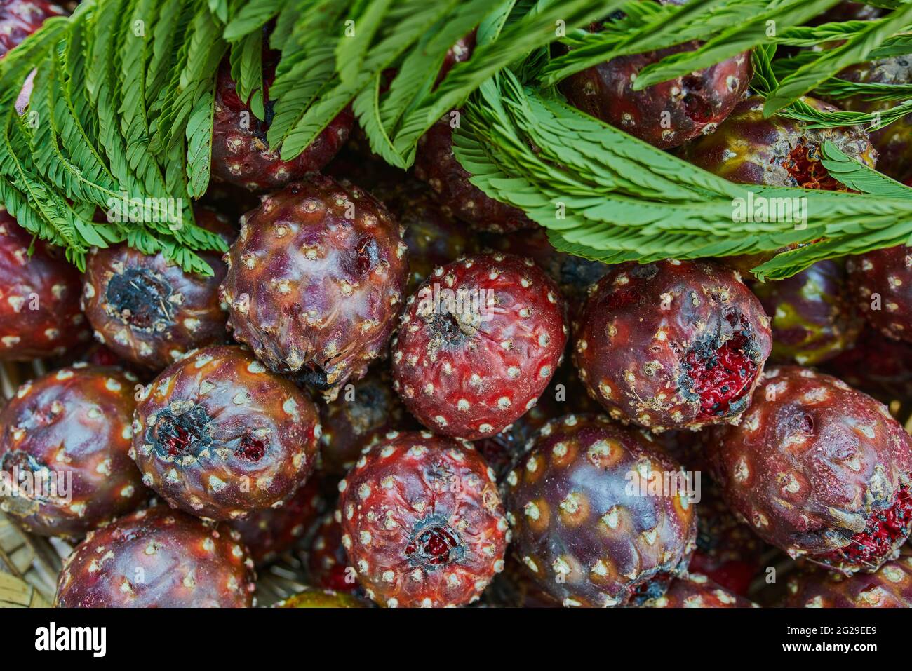 Mexican cactus pitayas put in a basket Stock Photo - Alamy