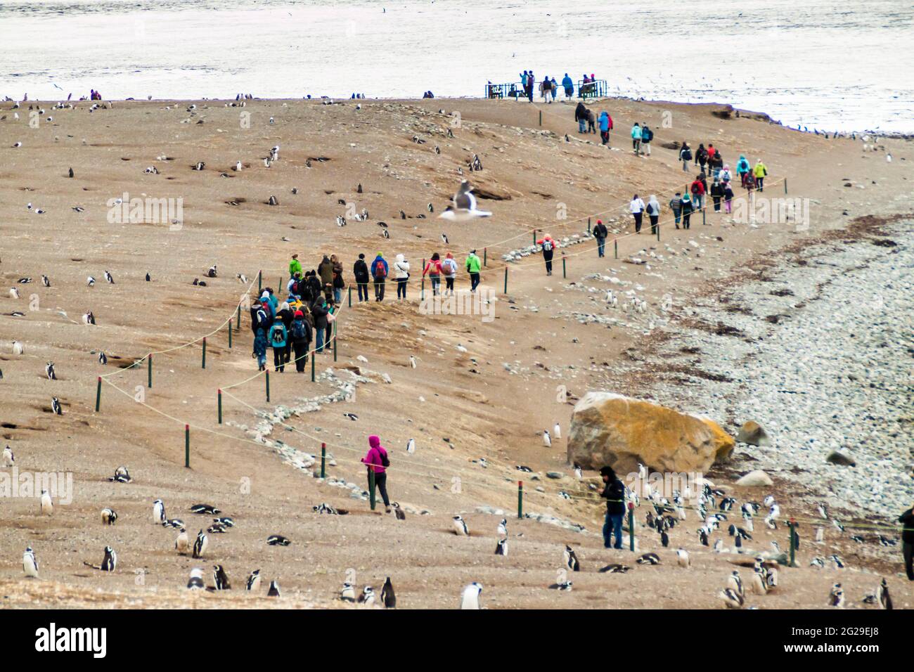 ISLA MAGDALENA, CHILE - MARCH 4, 2015: Tourists watch Magellan Penguins ...