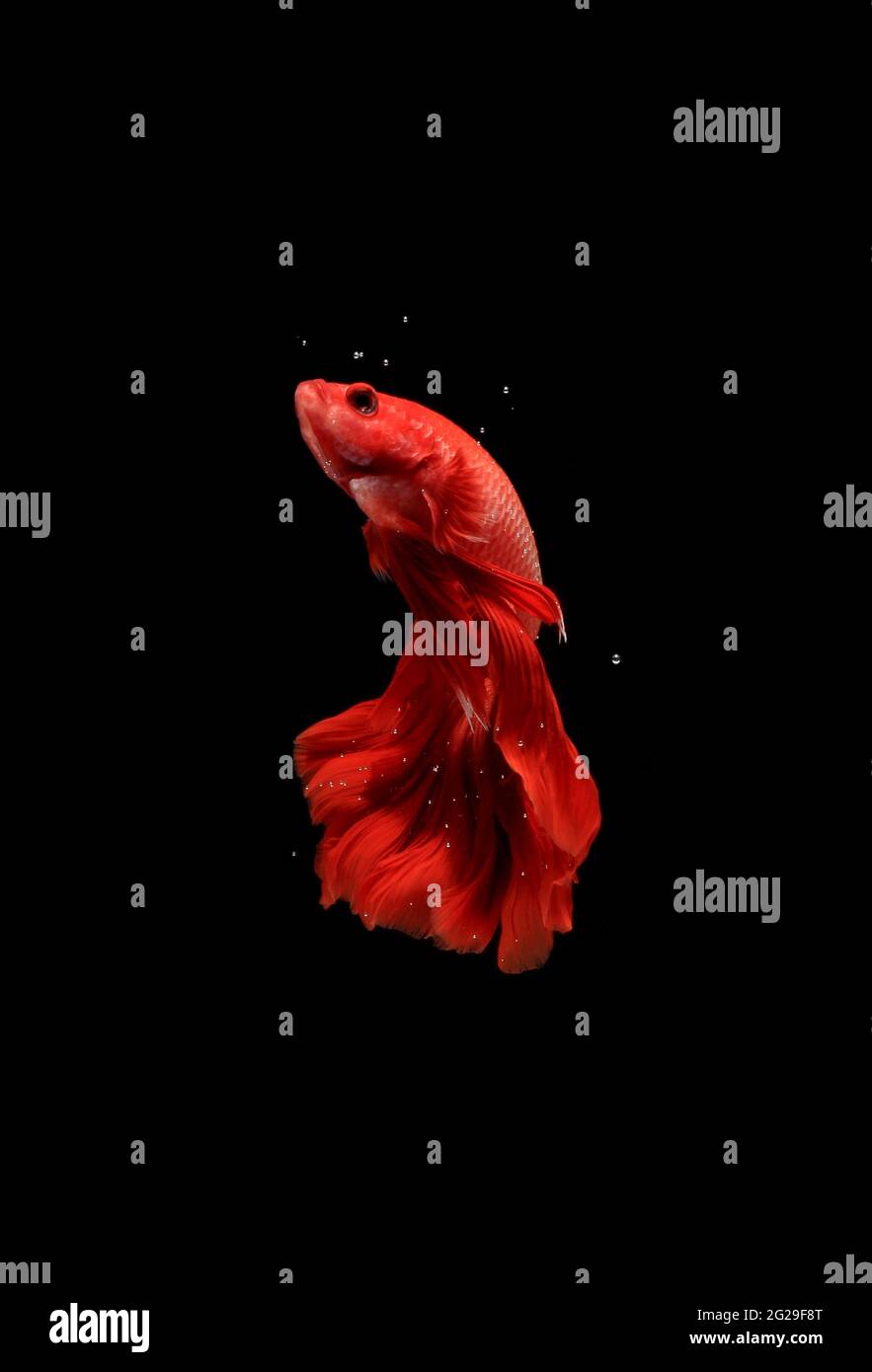 Super Red Halfmoon, Cupang, Betta, siamese fighting fish beyond bubbles ...