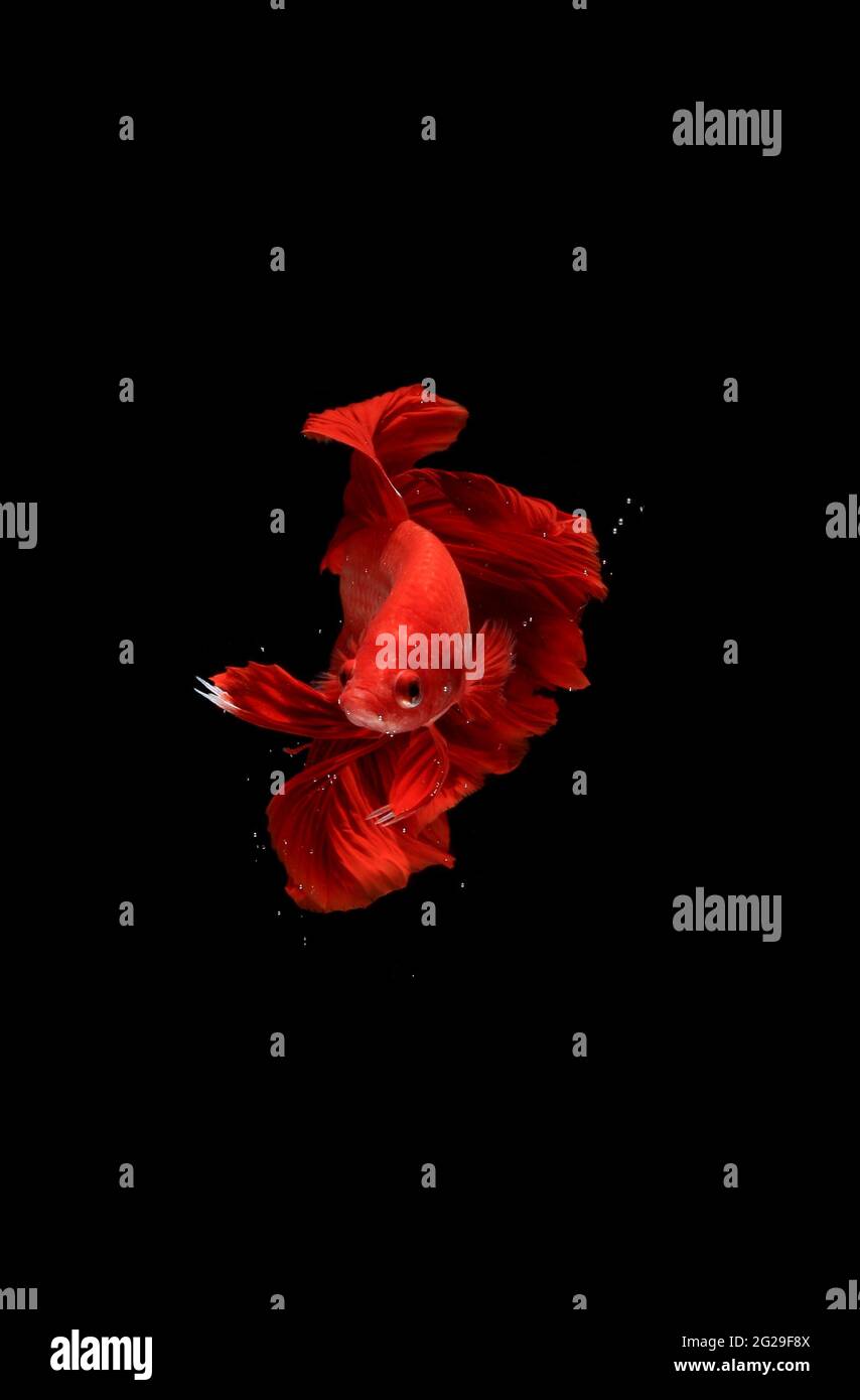 Super Red Halfmoon, Cupang, Betta, siamese fighting fish beyond bubbles ...