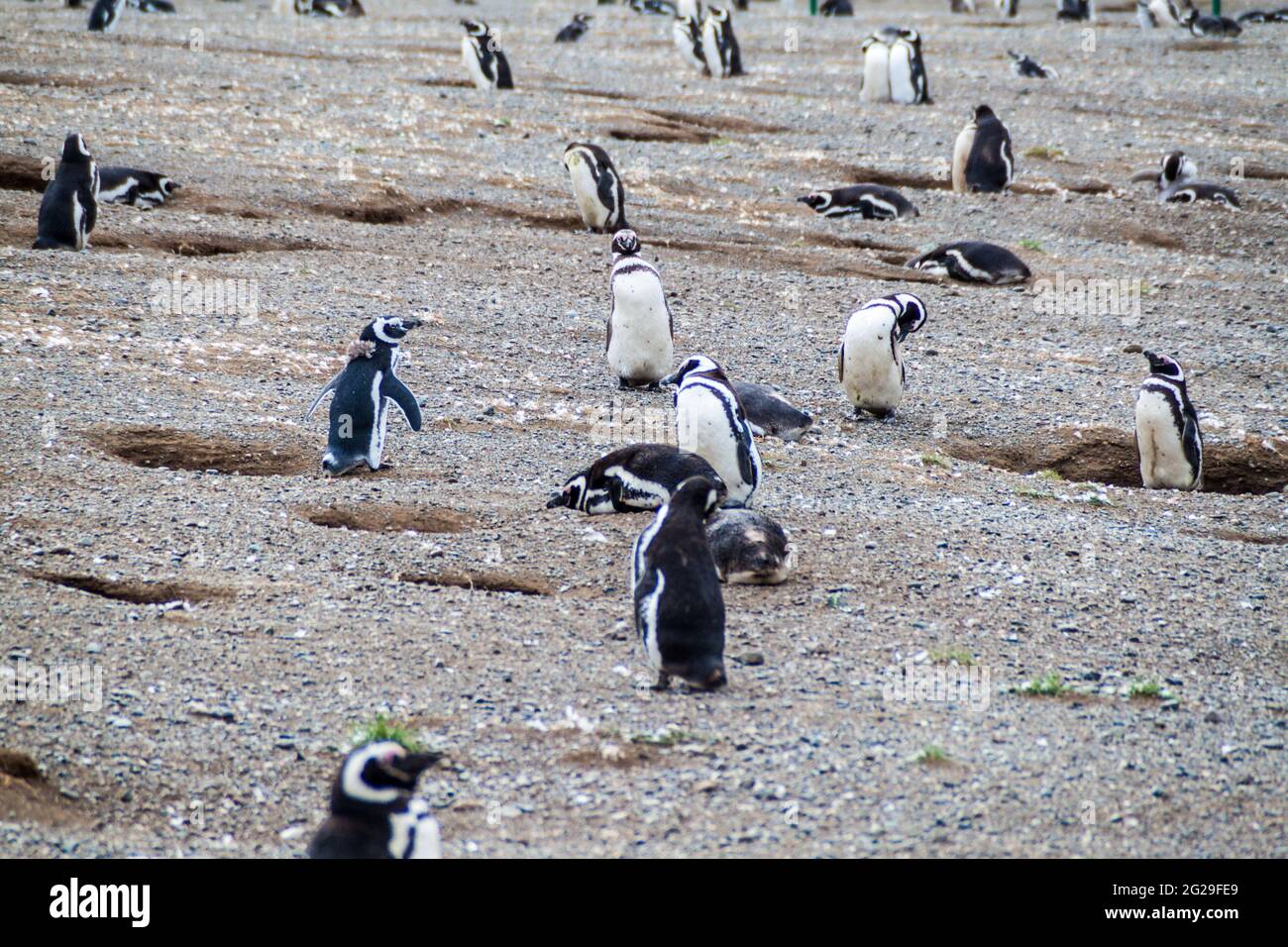 Penguin colony on Isla Magdalena island in Magellan Strait, Chile Stock ...
