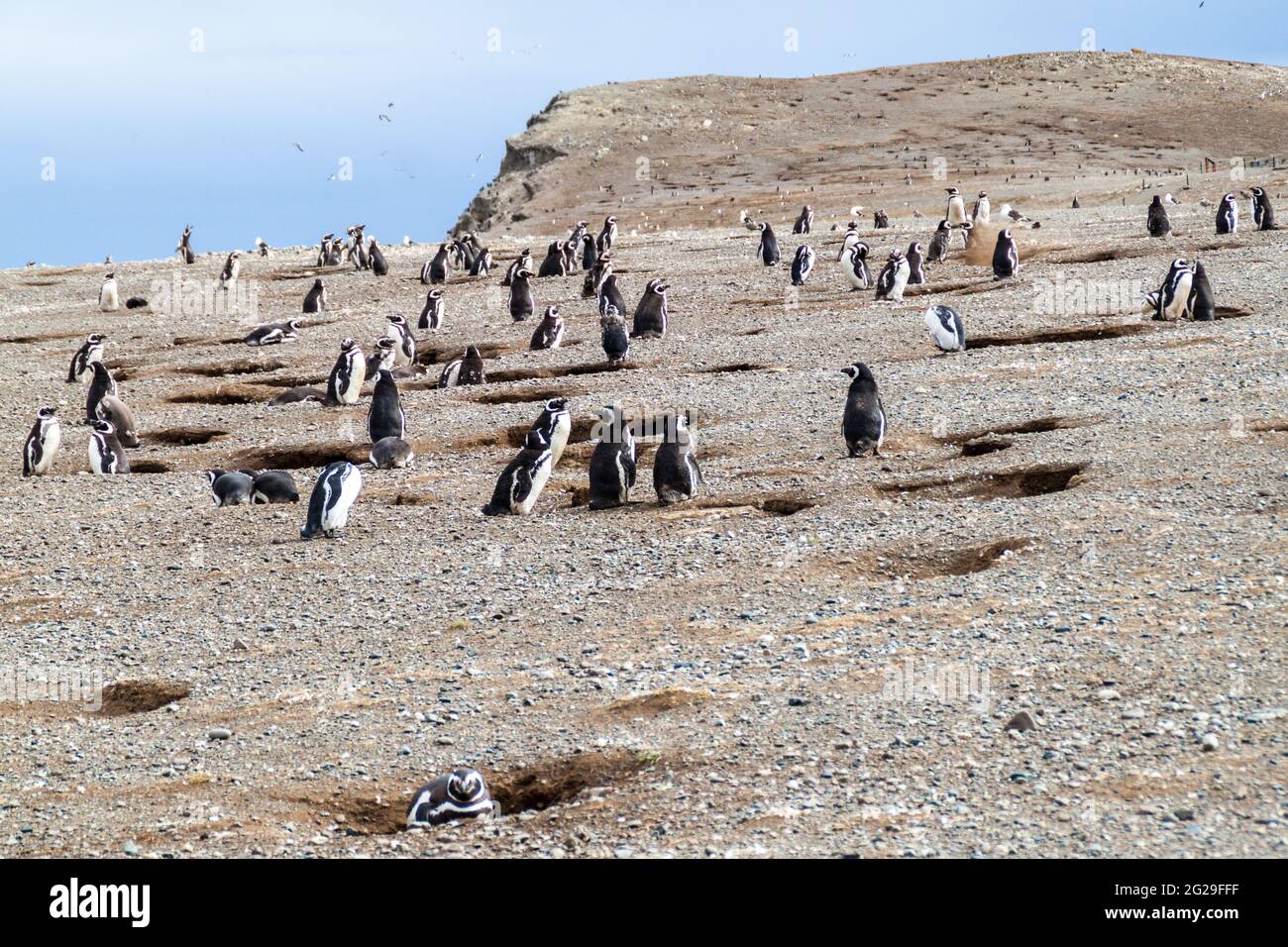 Penguin colony on Isla Magdalena island in Magellan Strait, Chile Stock ...