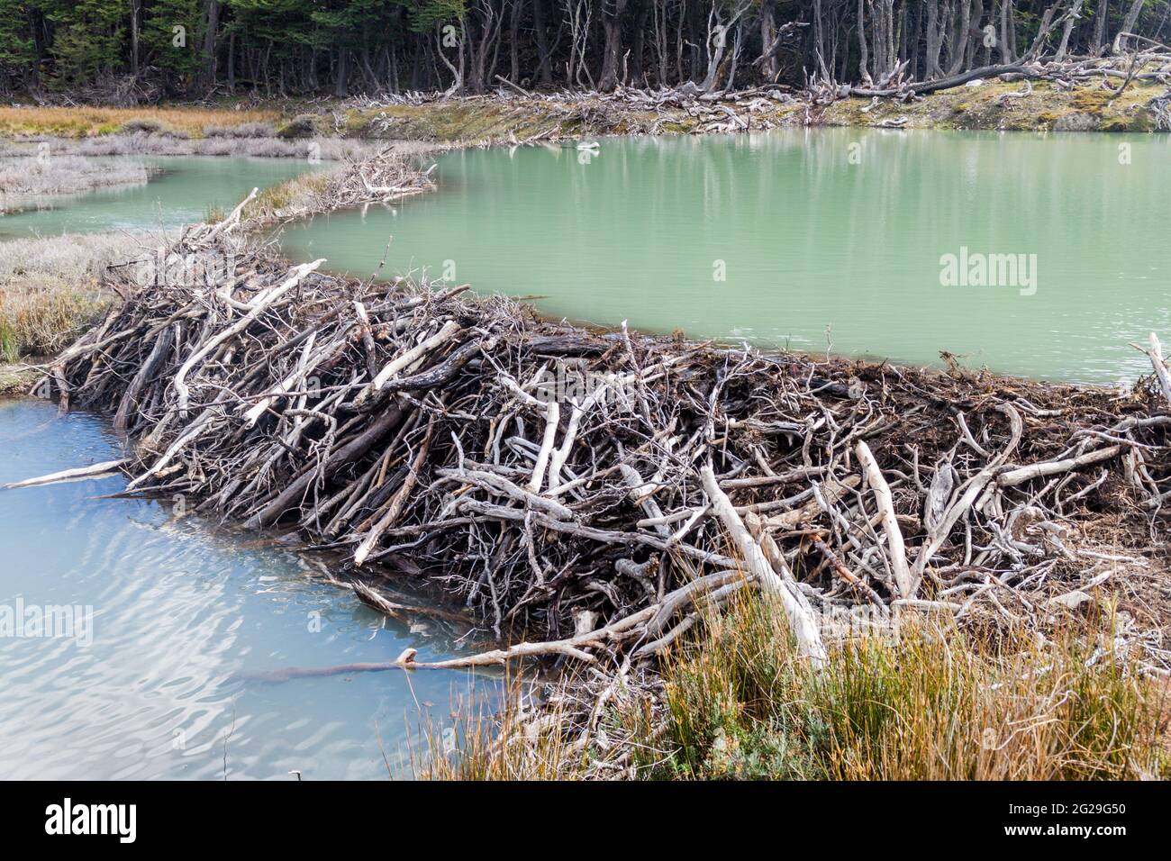 Beaver dam lodge hi-res stock photography and images - Alamy