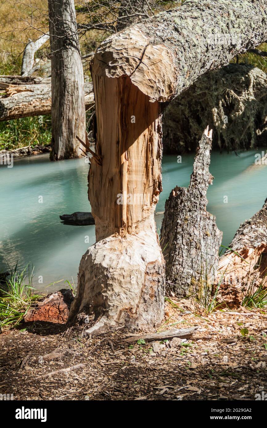 Beaver logging hi-res stock photography and images - Alamy