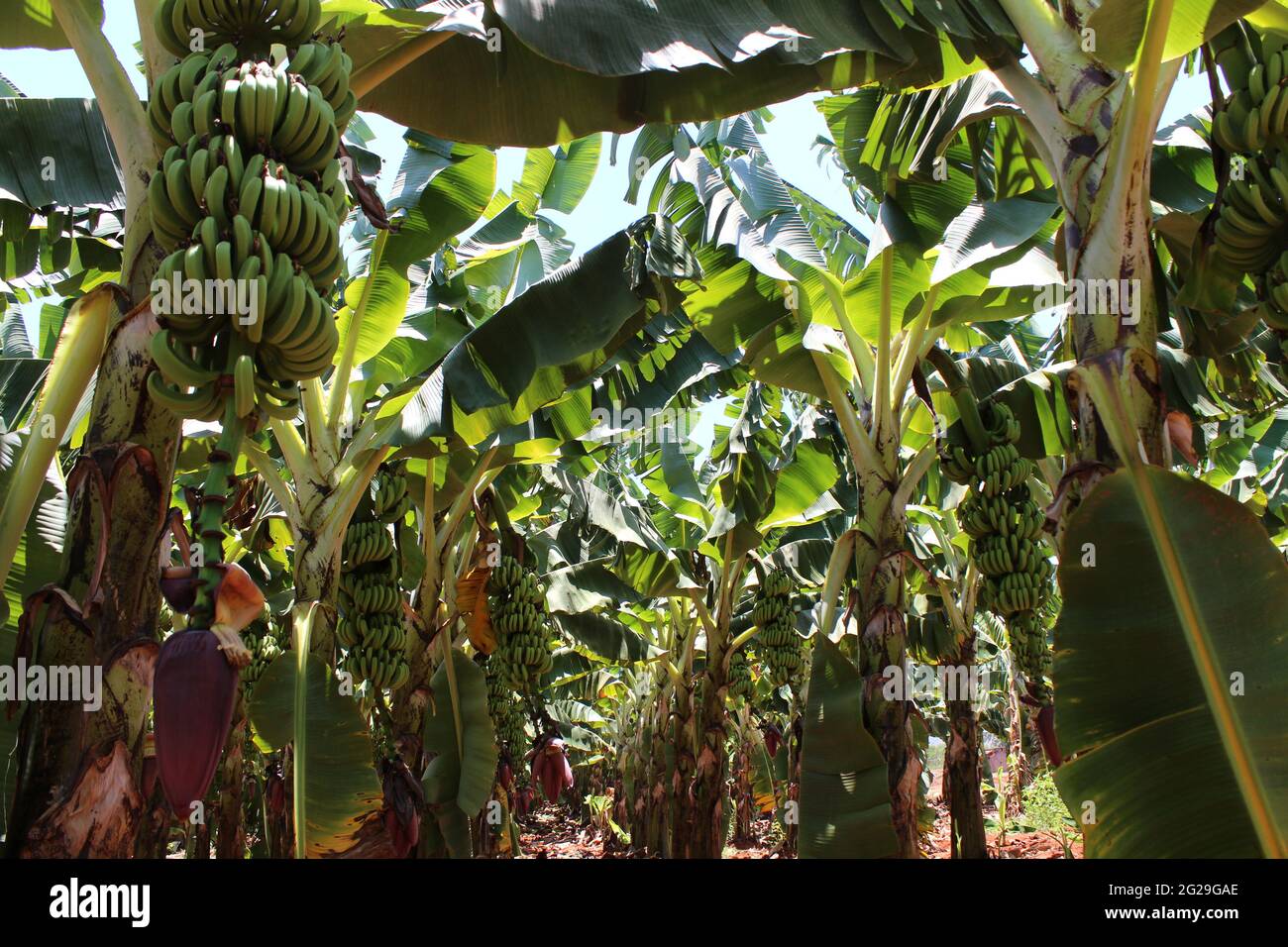 Farming at Tamilnadu Stock Photo - Alamy