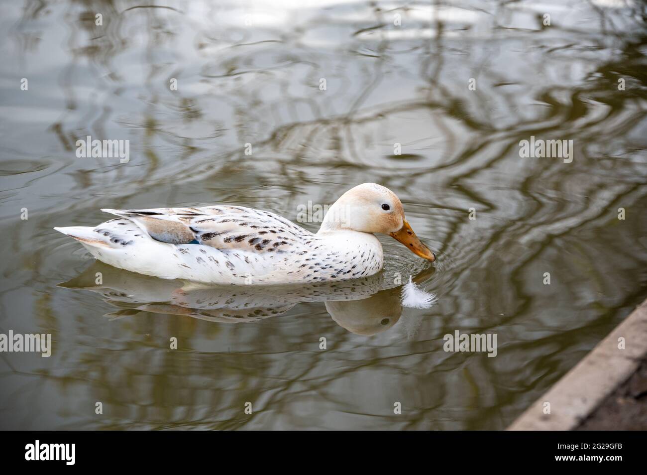 Manky mallard ducks hi-res stock photography and images - Alamy