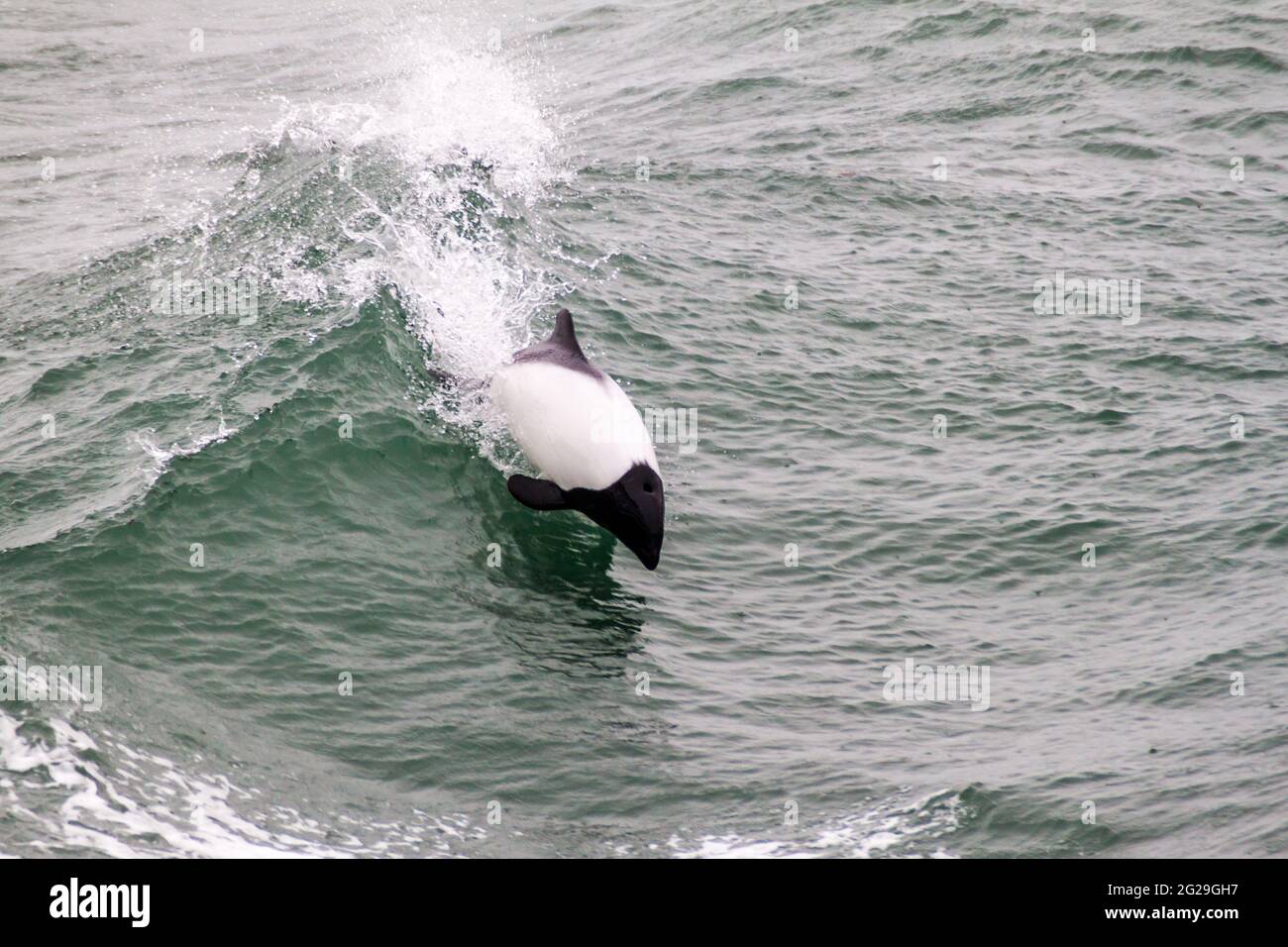 Commerson's dolphin (Cephalorhynchus commersonii) in Magellan Strait ...
