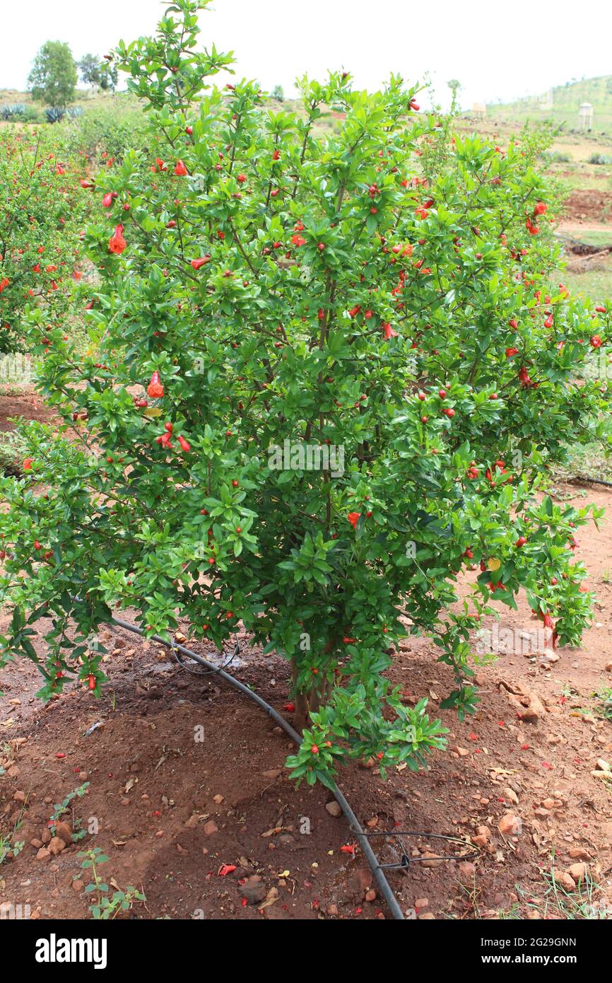 Pomegranate plantation hi-res stock photography and images - Alamy
