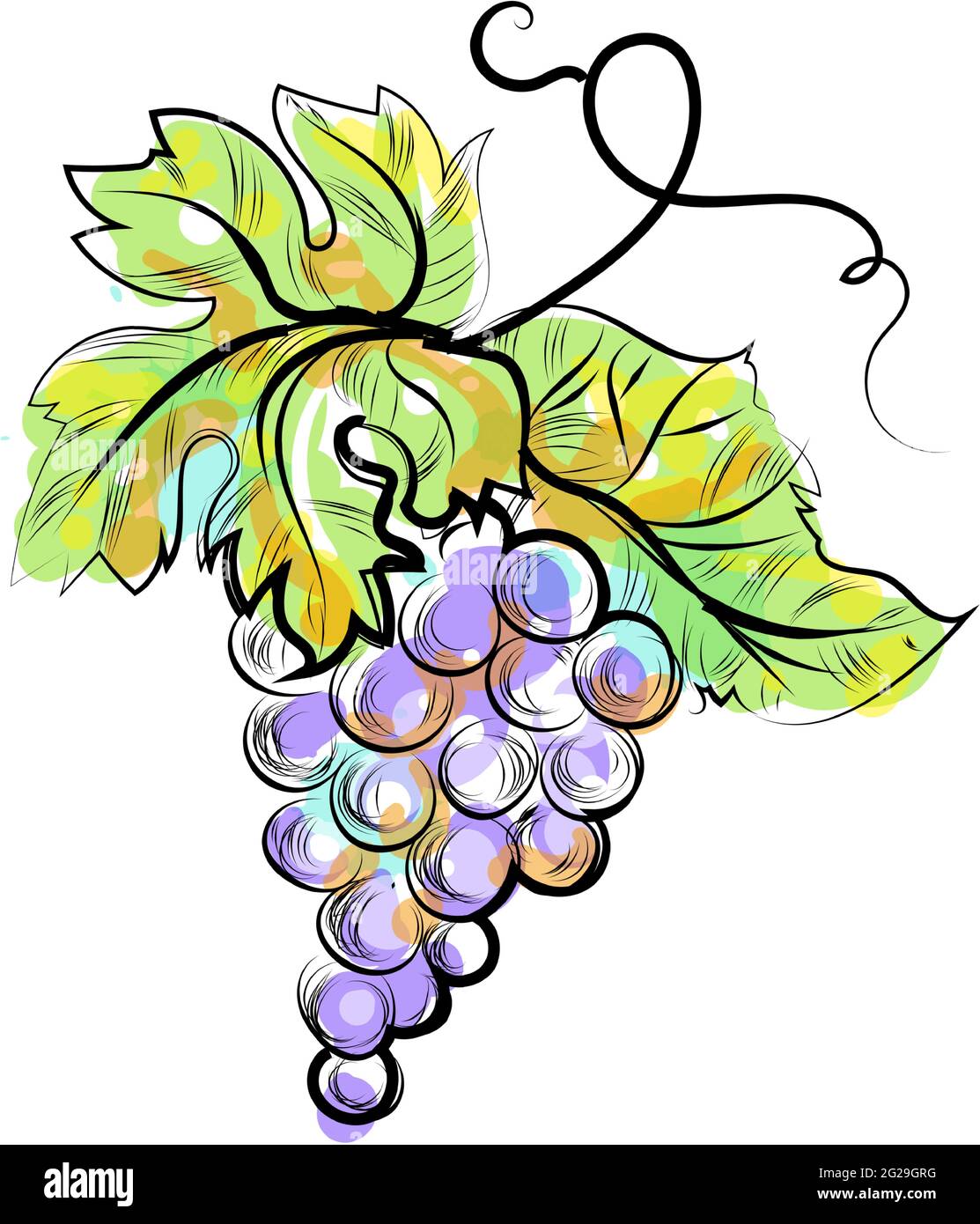 Grape bunch vector illustration isolated on white Stock Vector Image ...