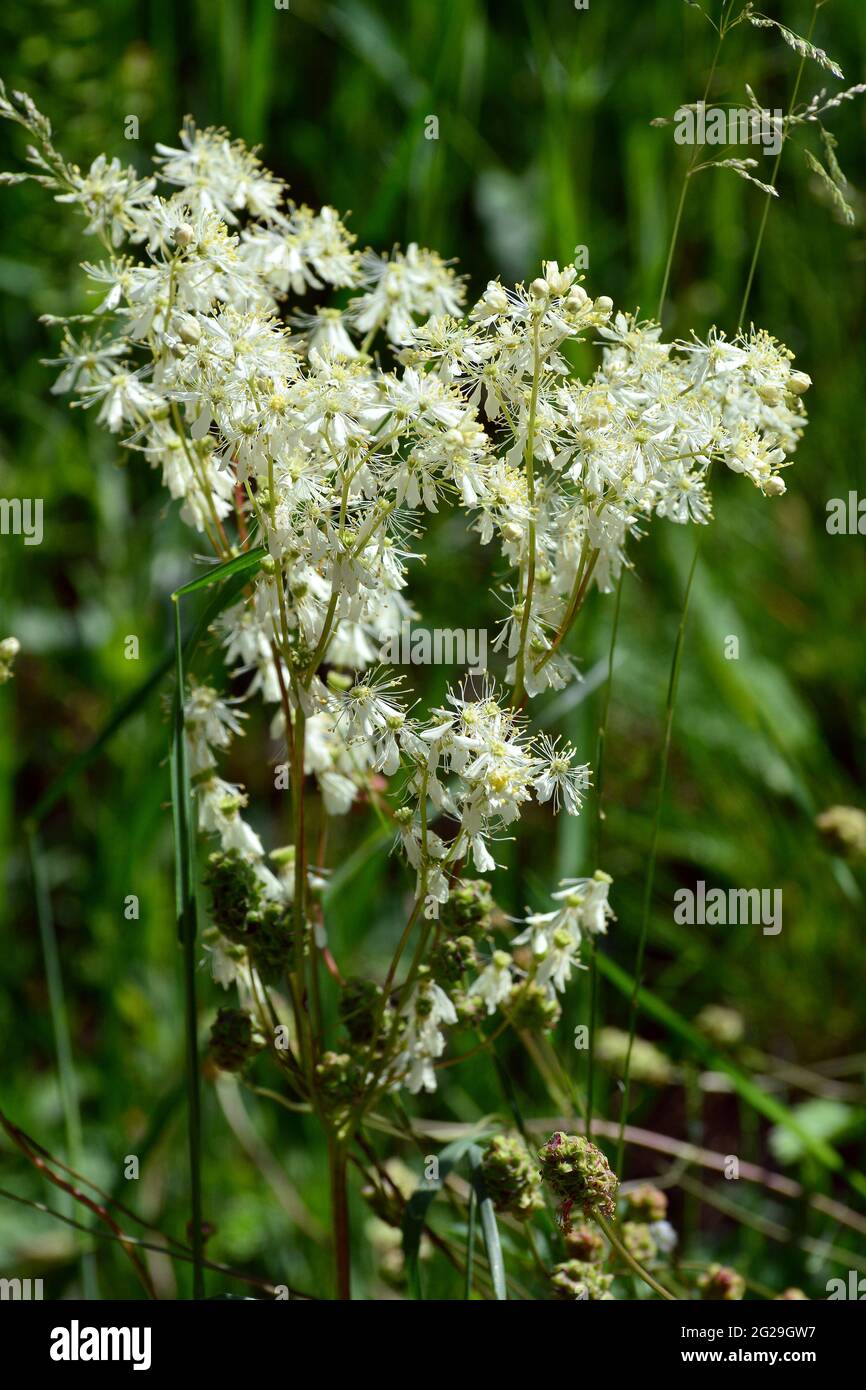 Filipendula vulgaris hi-res stock photography and images - Alamy