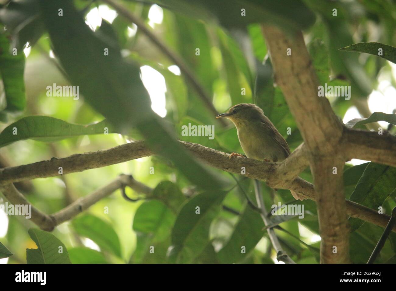 Bird on mango tree hi-res stock photography and images - Alamy