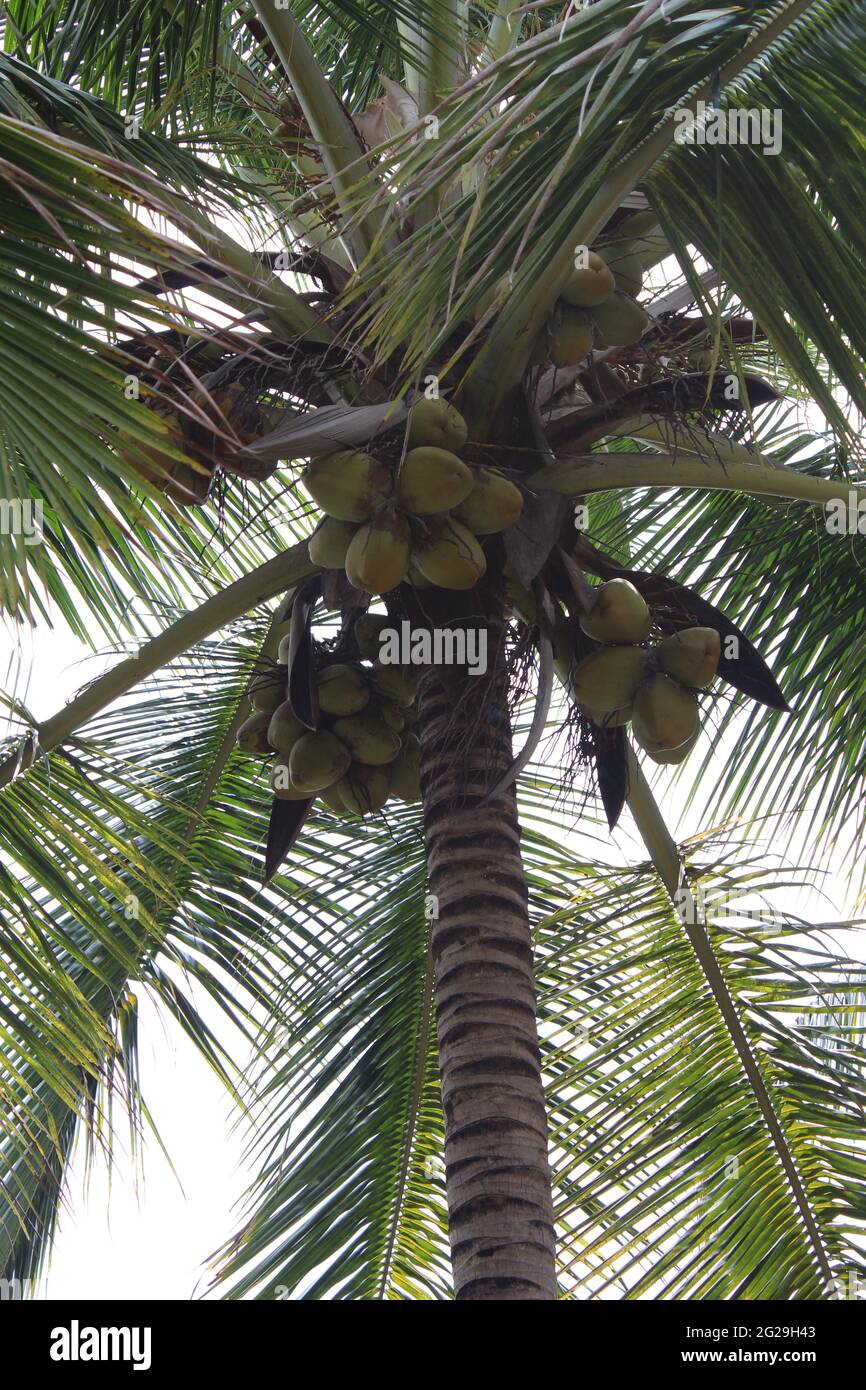 Farming land getting ready Stock Photo - Alamy