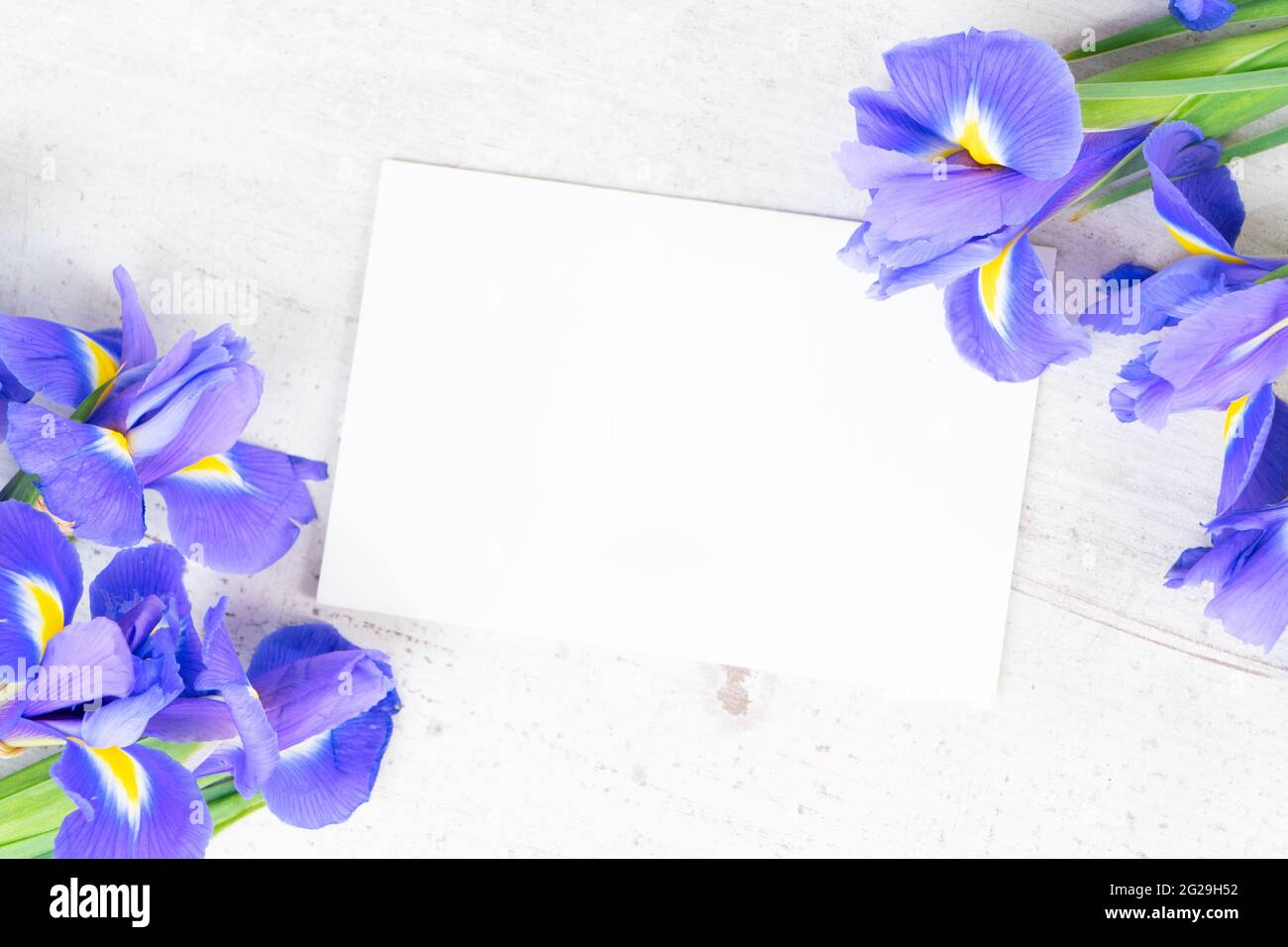 Fresh iris flowers Stock Photo - Alamy