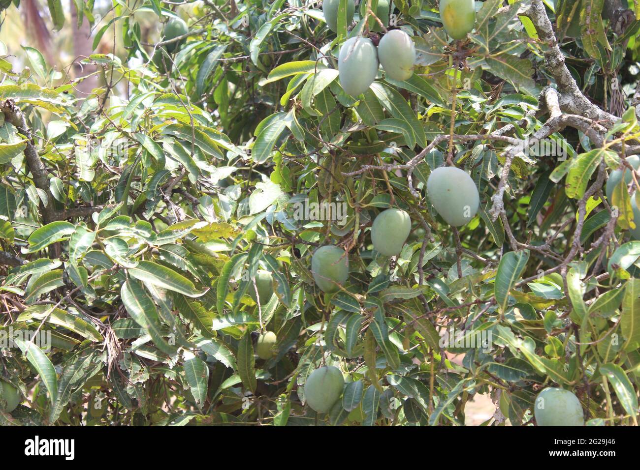 Fresh mangoes - farm tourism near bangalore Stock Photo - Alamy