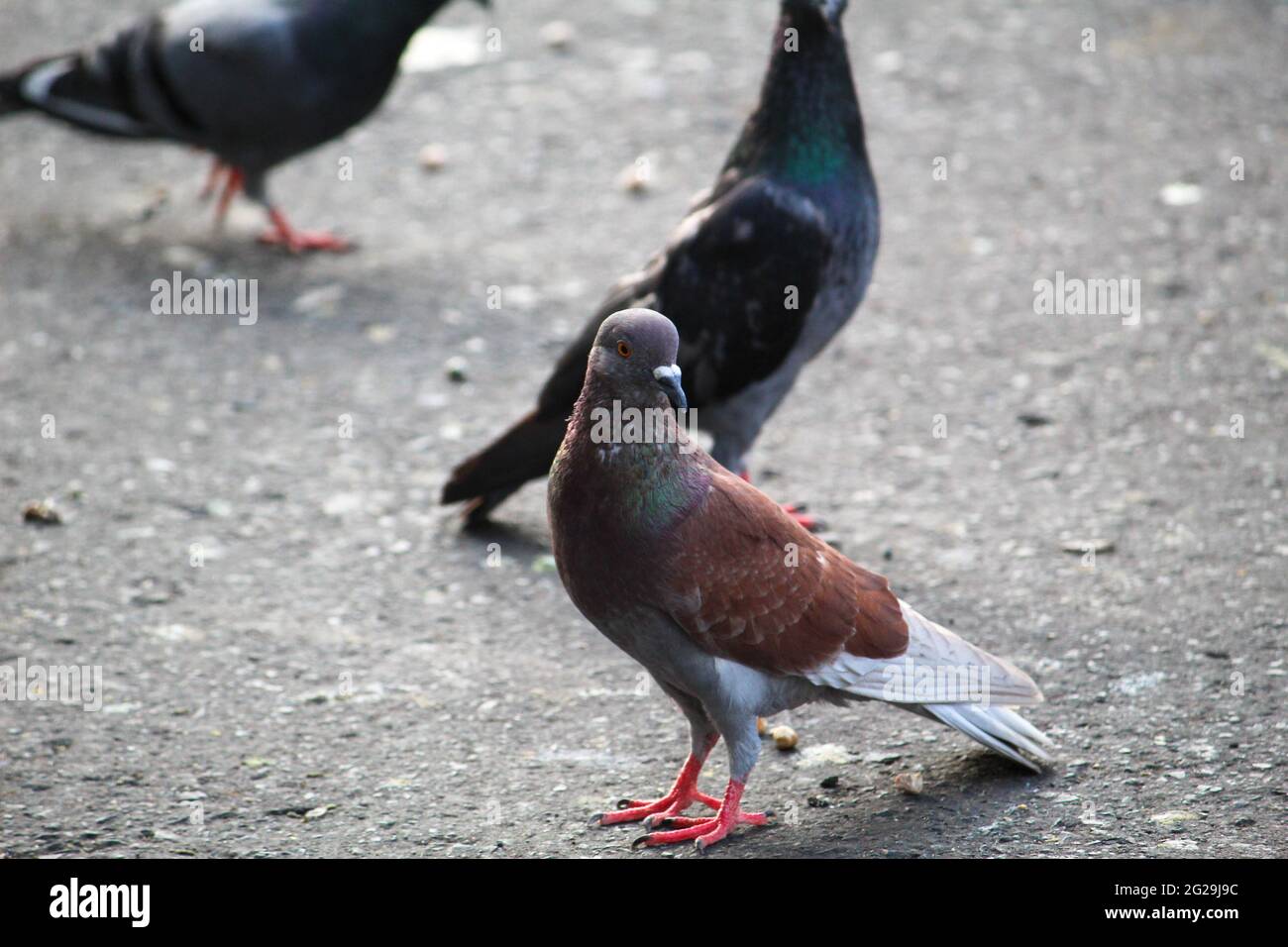 Pigeons eating seeds hi-res stock photography and images - Alamy