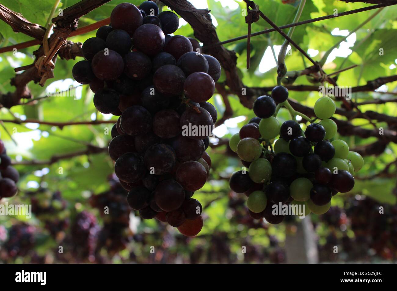Grapes farming hi-res stock photography and images - Alamy