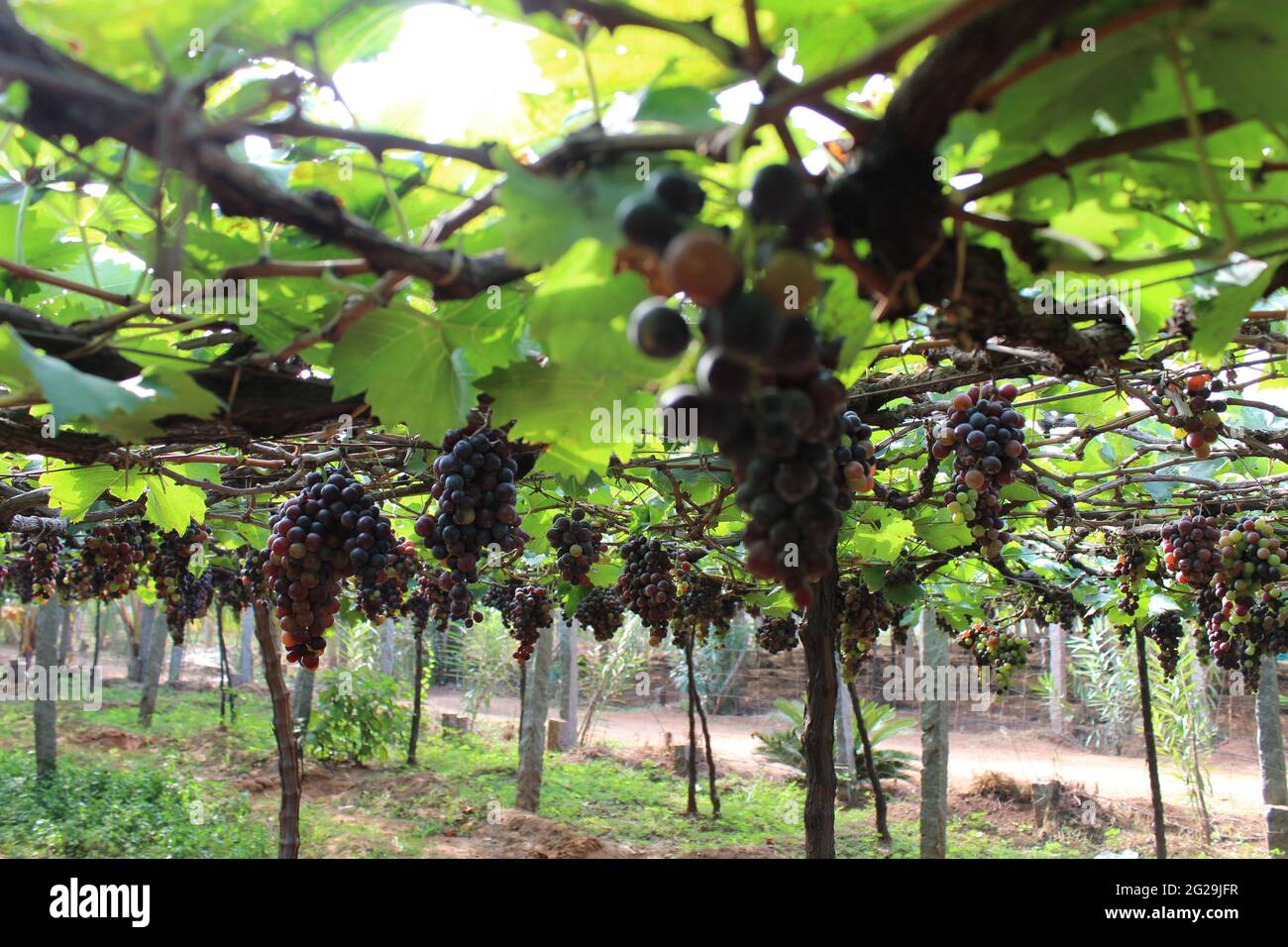 Grapes farming hi-res stock photography and images - Alamy
