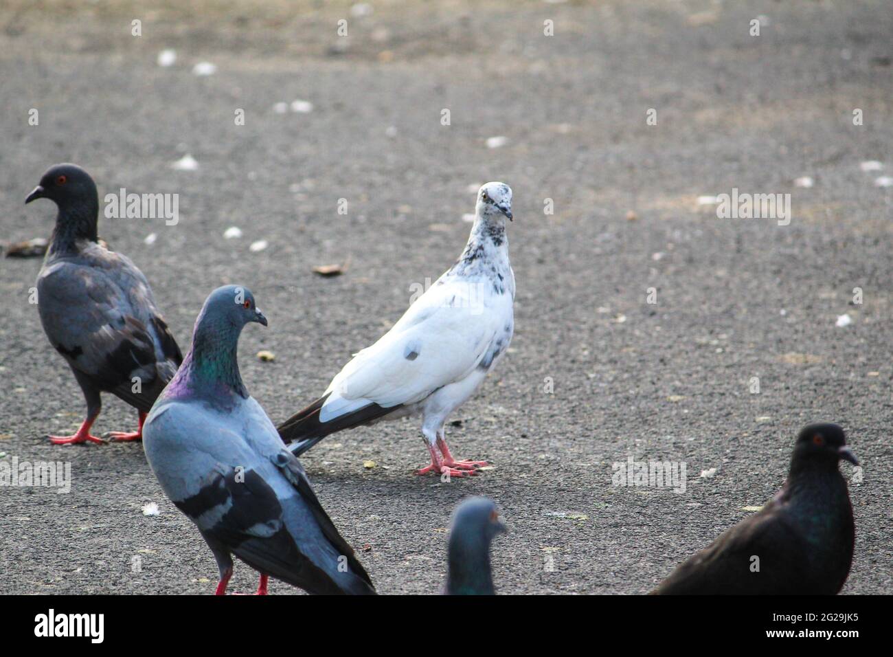 Pigeons eating seeds hi-res stock photography and images - Alamy