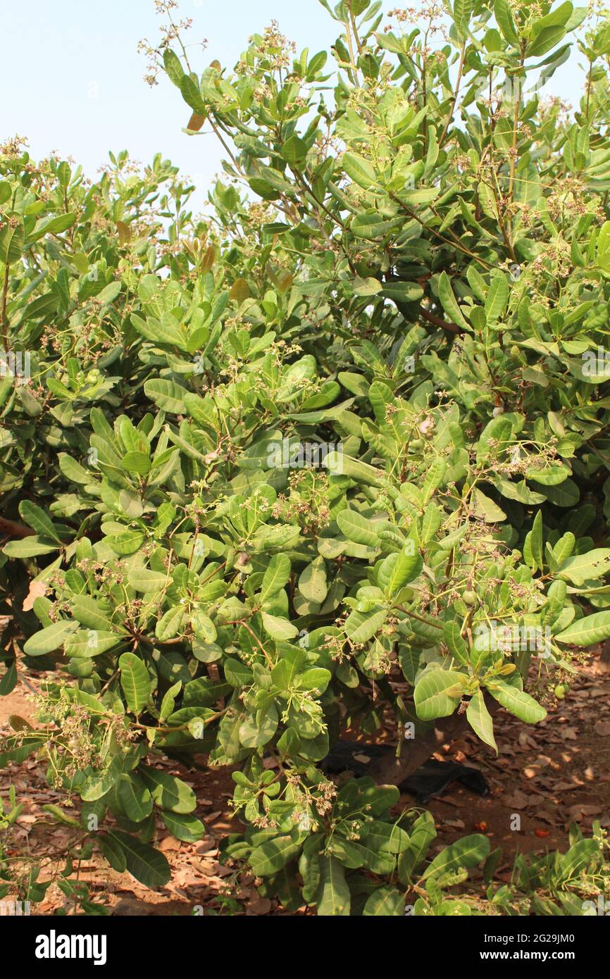 cashew plantation at tamilnadu Stock Photo - Alamy