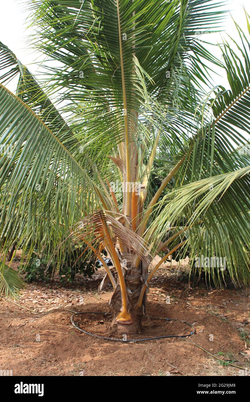 Indian tender coconut water hi-res stock photography and images - Alamy