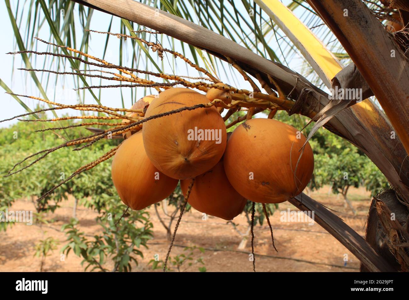 Indian tender coconut water hi-res stock photography and images - Alamy