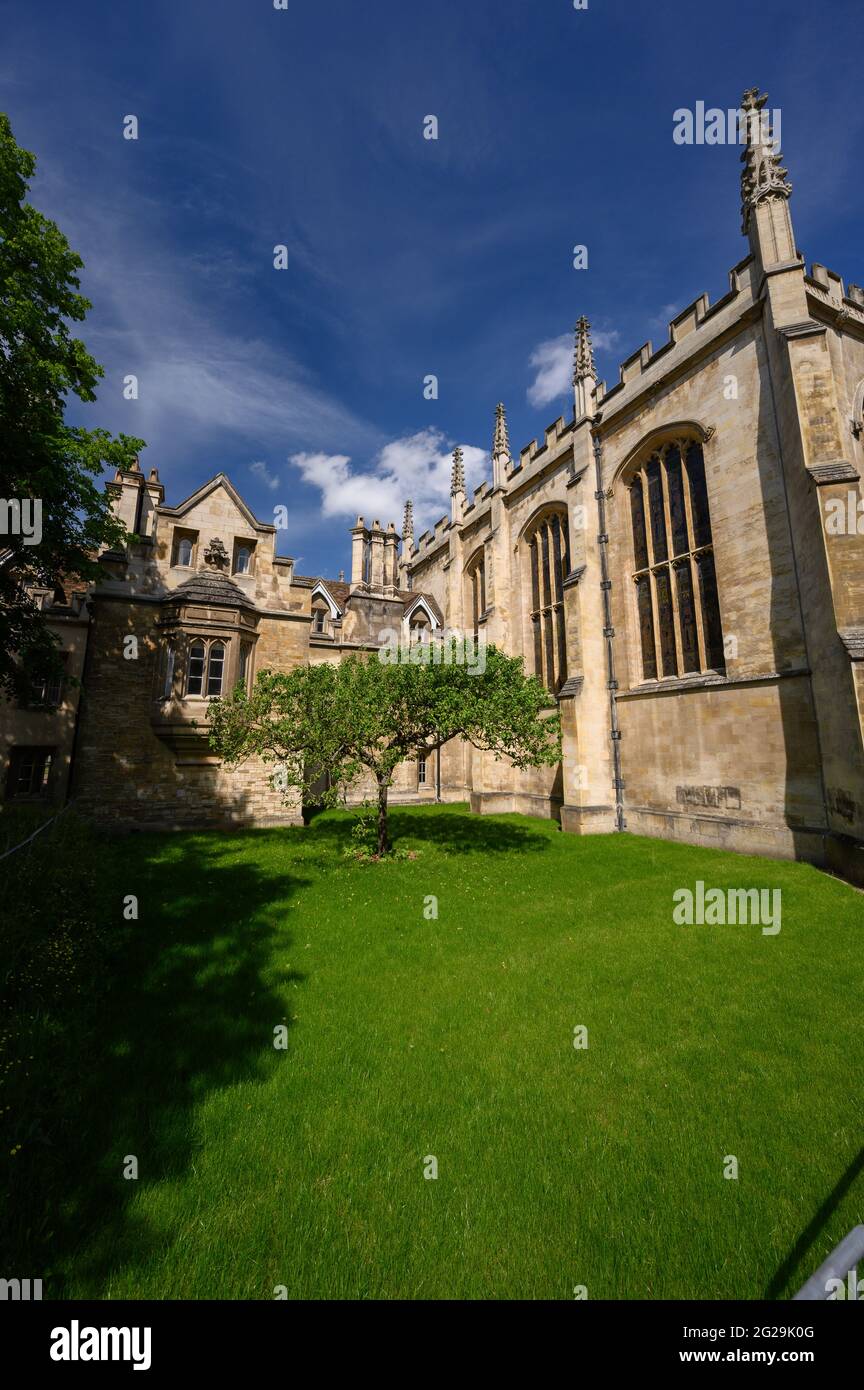 Newtons Tree High Resolution Stock Photography and Images - Alamy