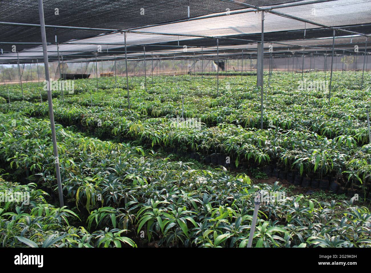 Good seedling hi-res stock photography and images - Alamy