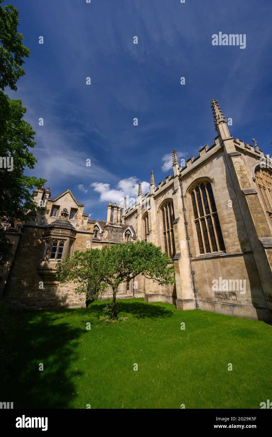 Newtons apple tree trinity college hi-res stock photography and images ...