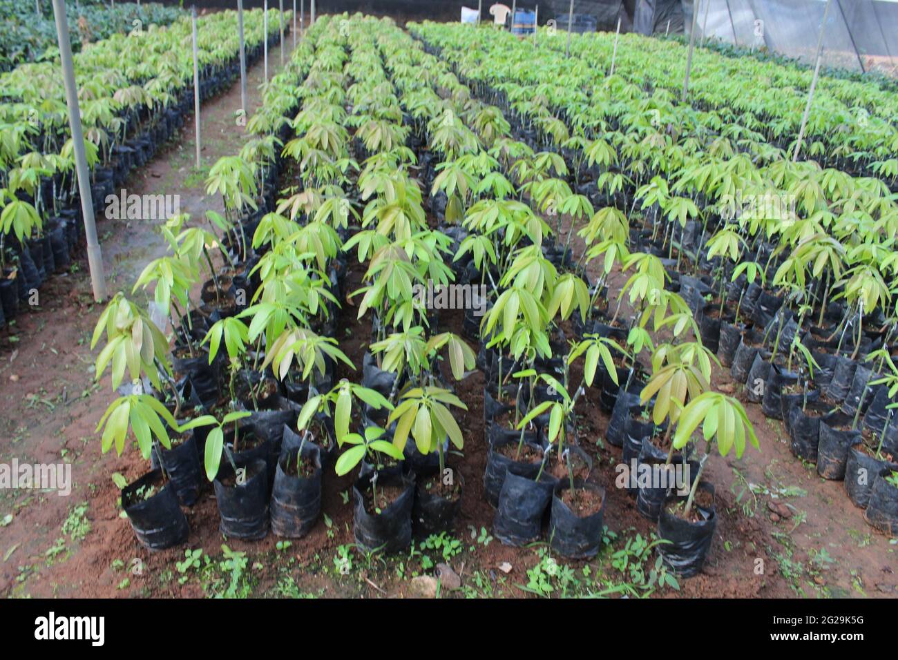 Mango seedling grafted Stock Photo - Alamy