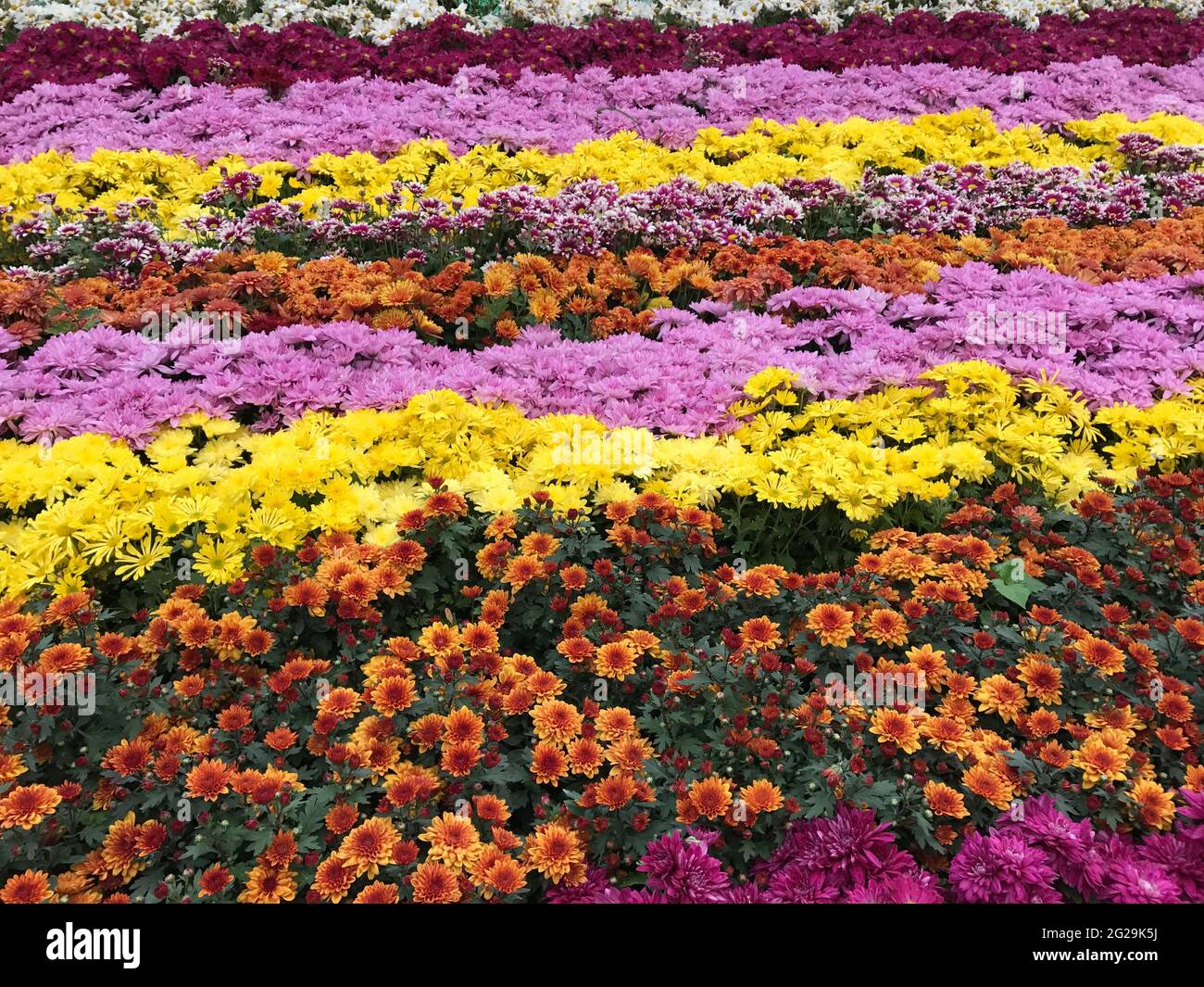 Flower show with beautiful floral decoration Stock Photo - Alamy