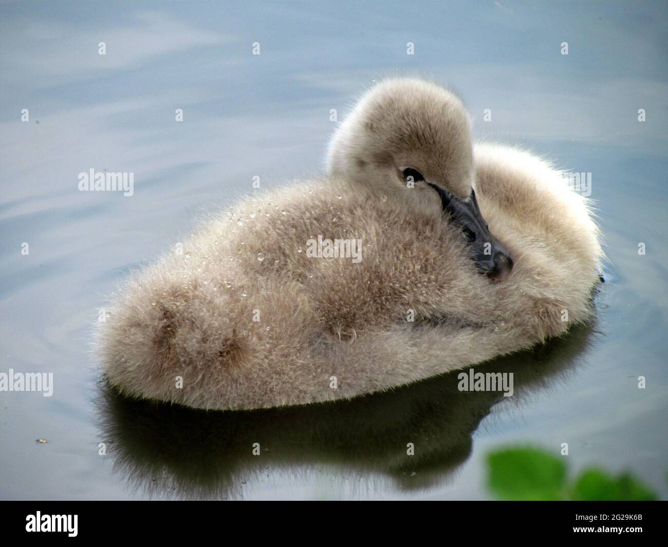 Young swan on water surface. Cygnet resting in a pond. Cute bird baby ...