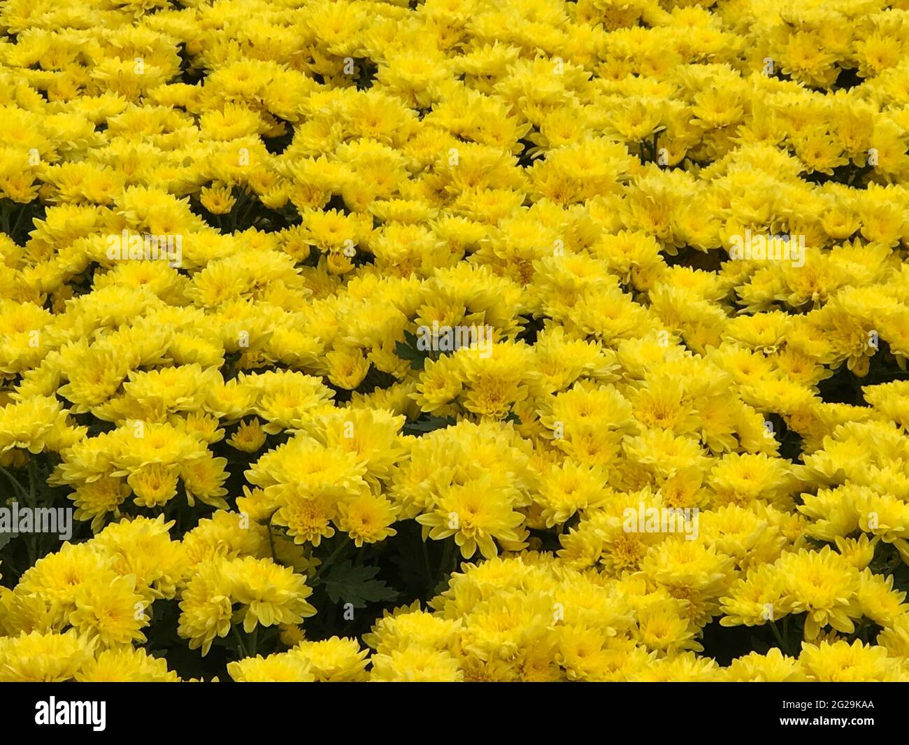 Flower show with beautiful floral decoration Stock Photo - Alamy
